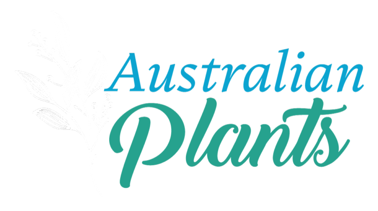 Coast wattle, Coastal wattle – Australian Plants