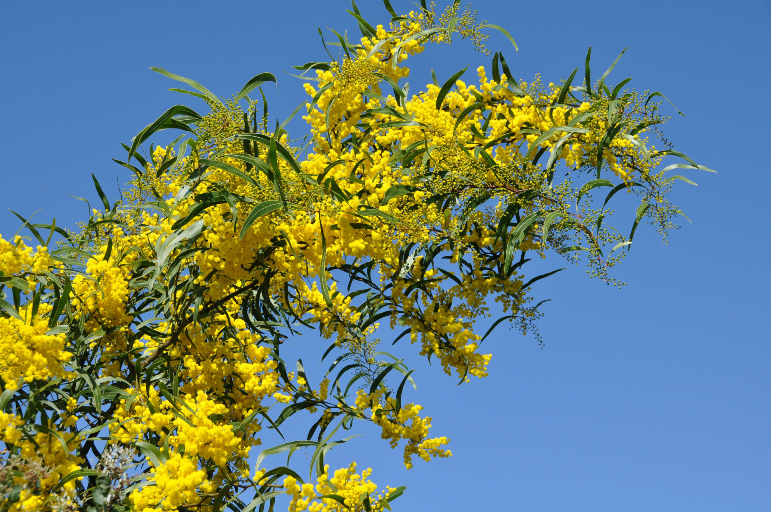 Zig zag wattle – Australian Plants