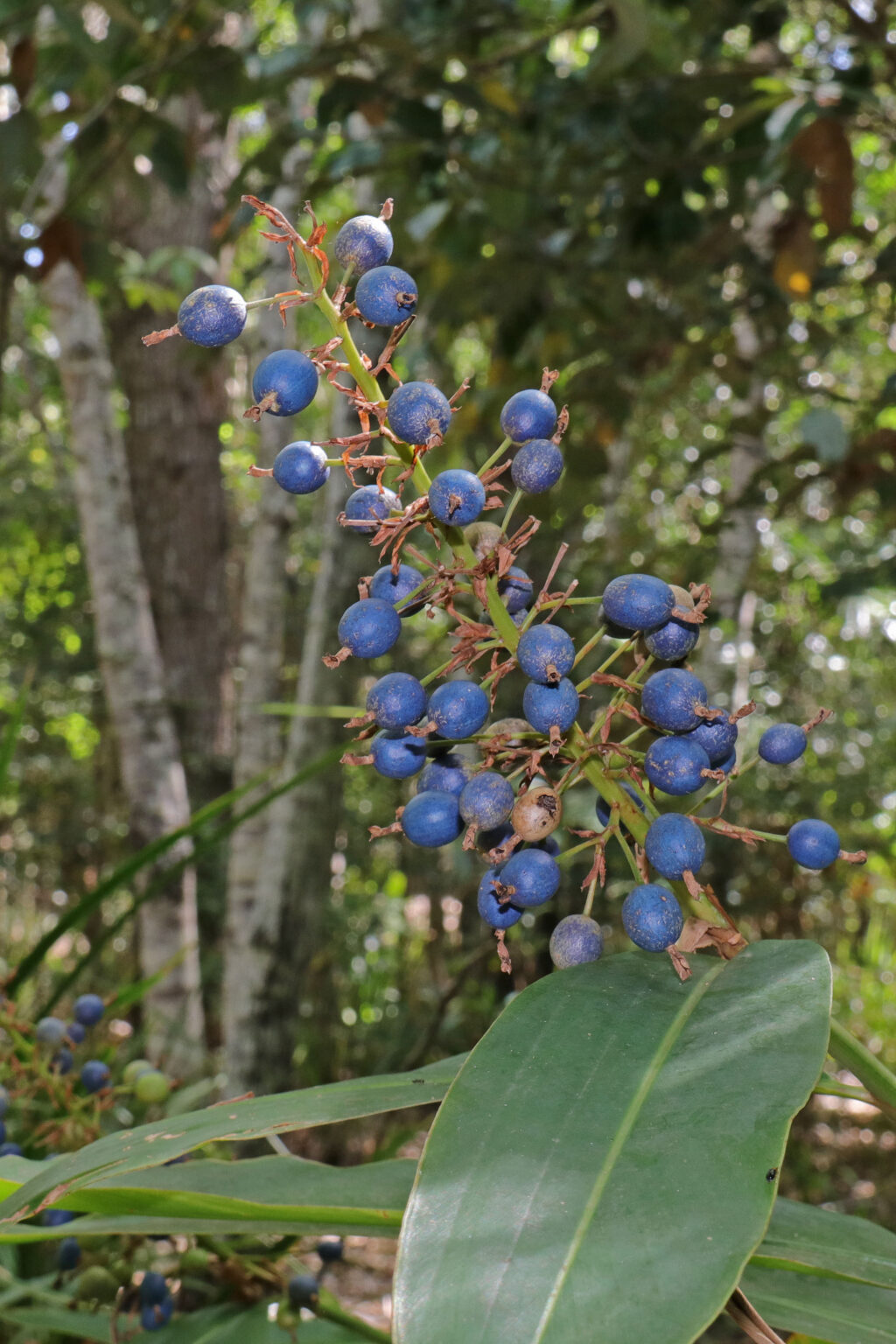 Native ginger, Australian ginger – Australian Plants