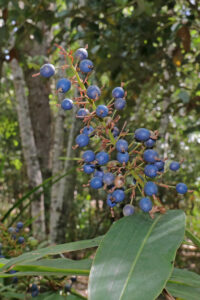 Native ginger, Australian ginger – Australian Plants