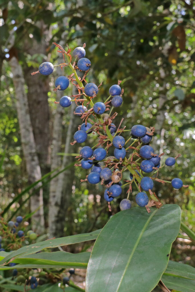 Native ginger, Australian ginger – Australian Plants