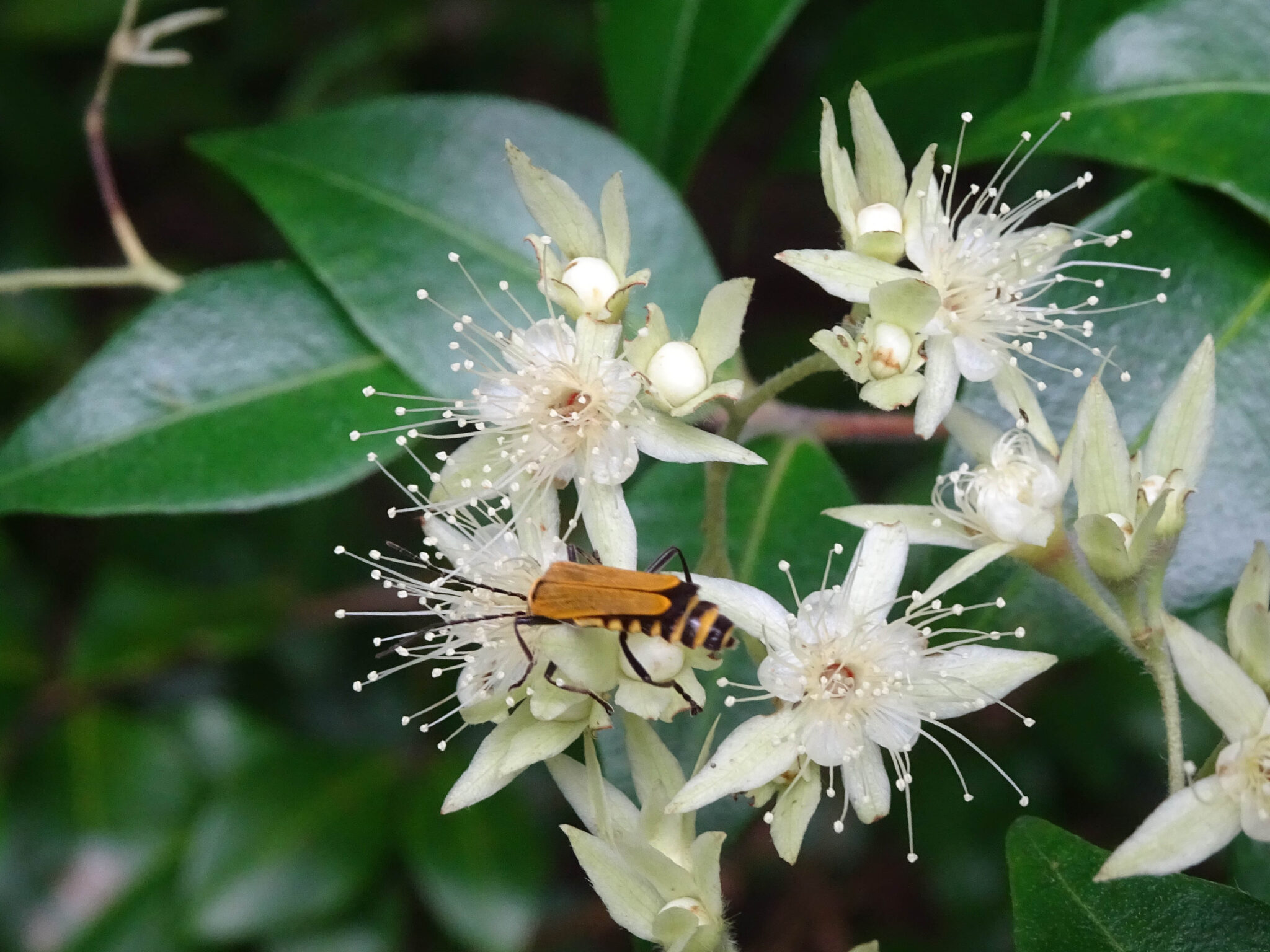 Cinnamon myrtle, Lemon myrtle – Australian Plants