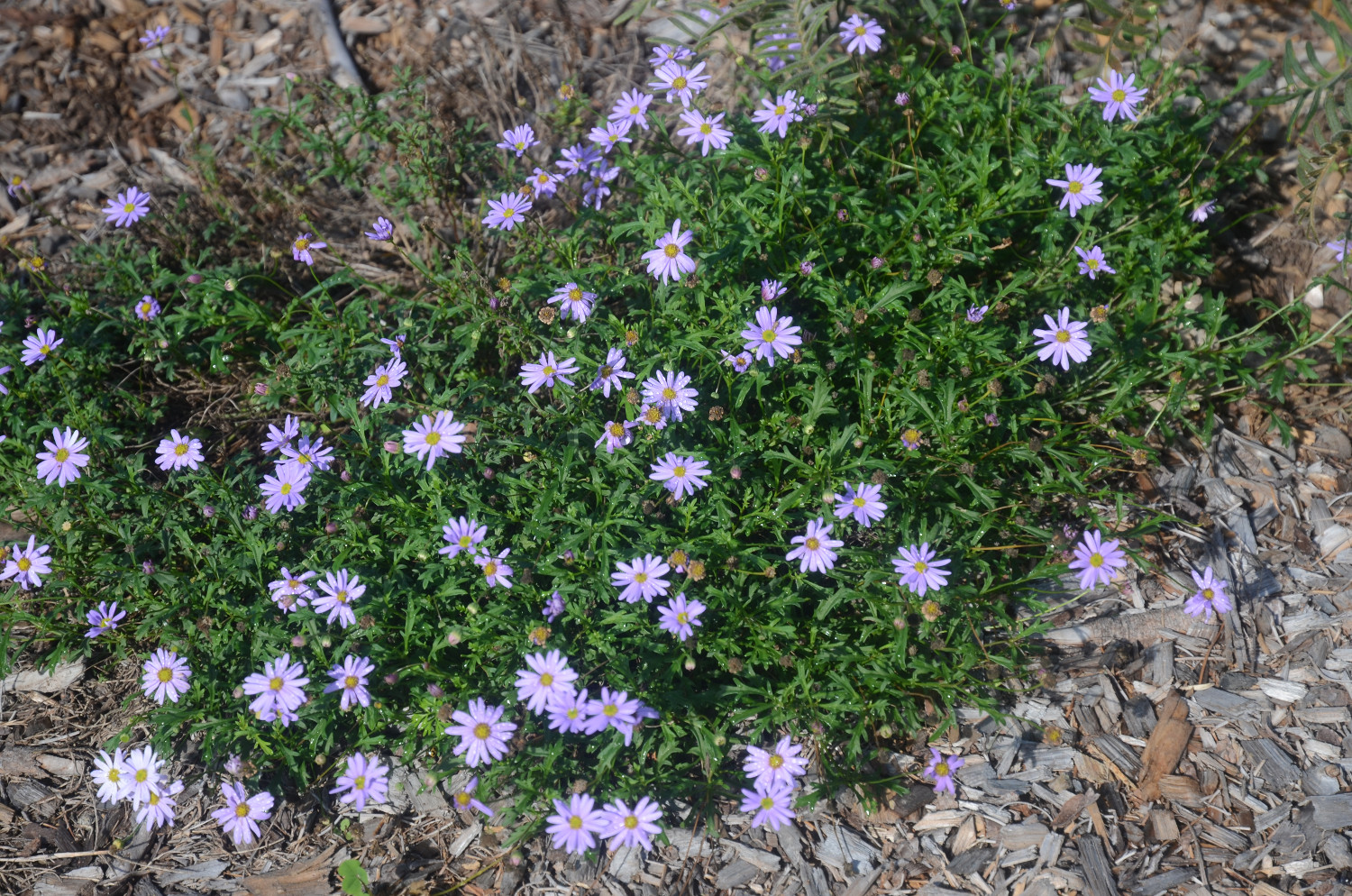 Cut-leaf daisy – Australian Plants