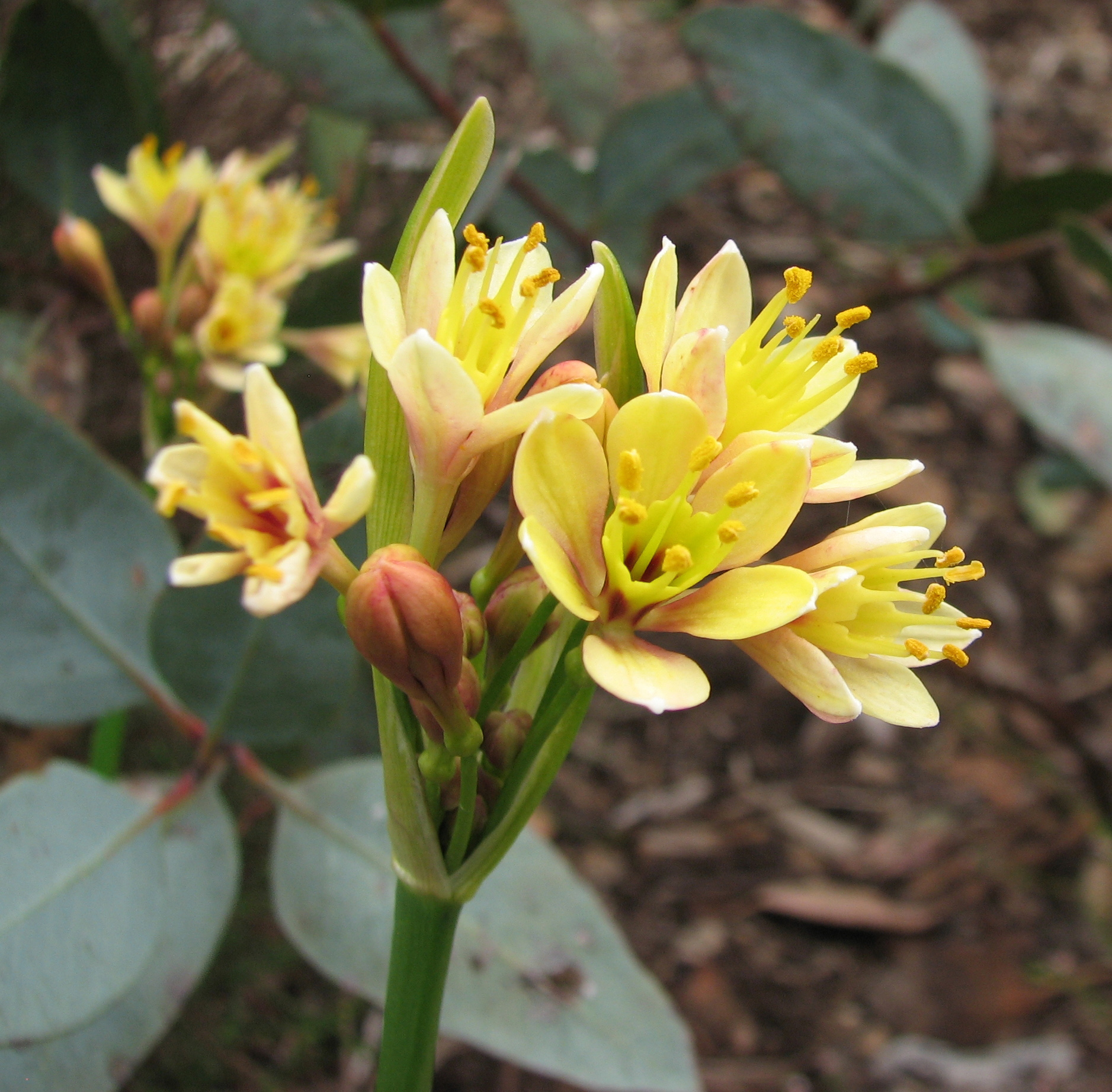 Yellow garland lily – Australian Plants