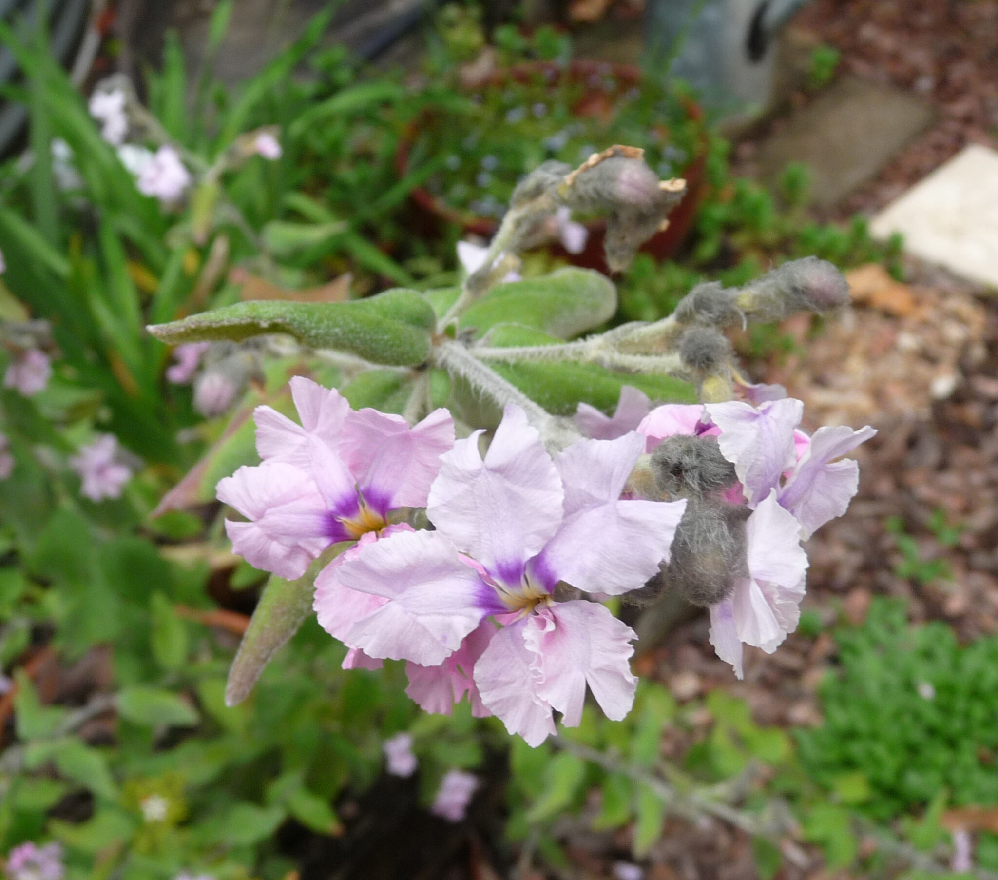 Dampiera purpurea – Australian Plants