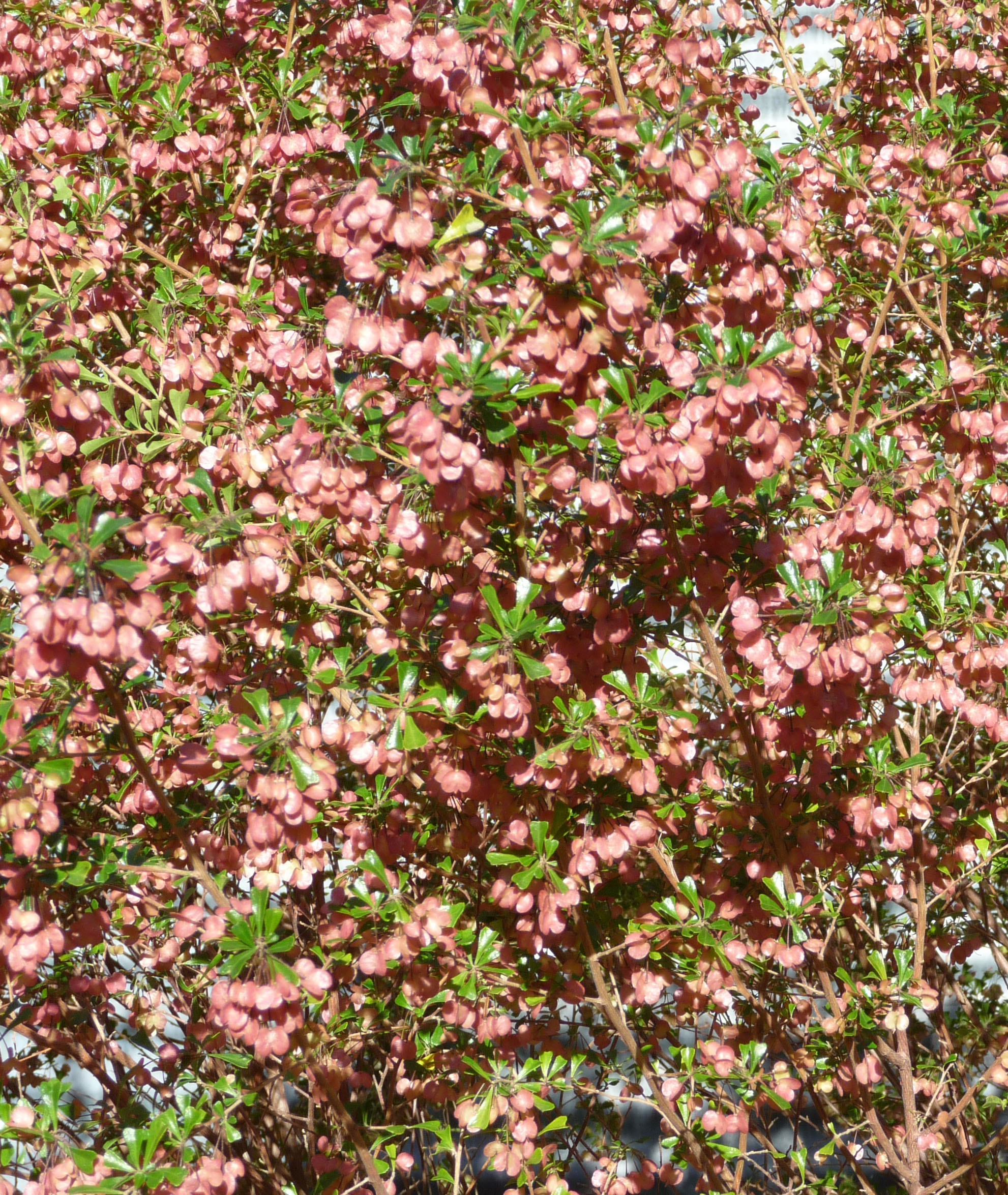 Hop bush, Wedge-leaved hop bush – Australian Plants