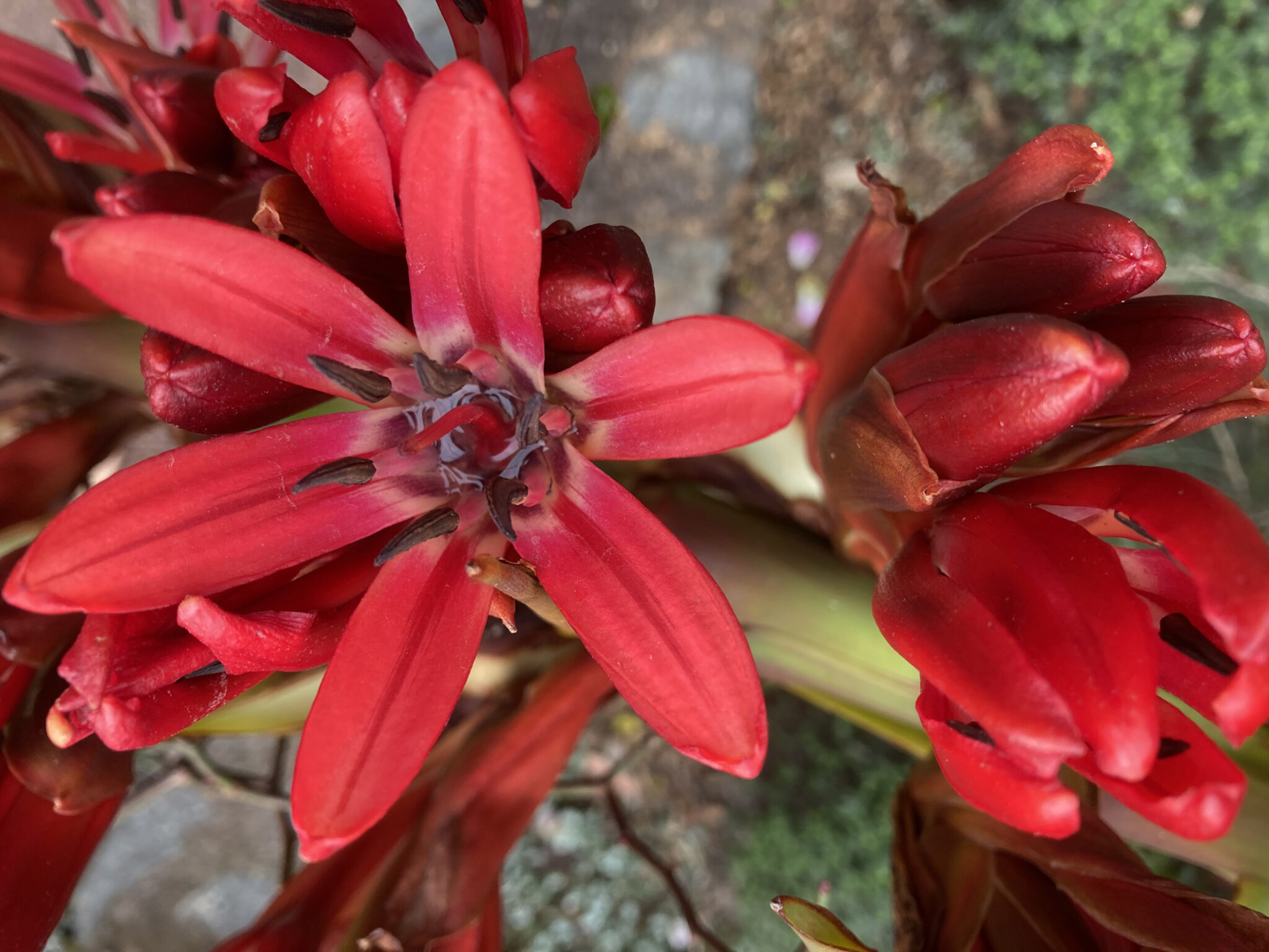 Gymea lily – Australian Plants