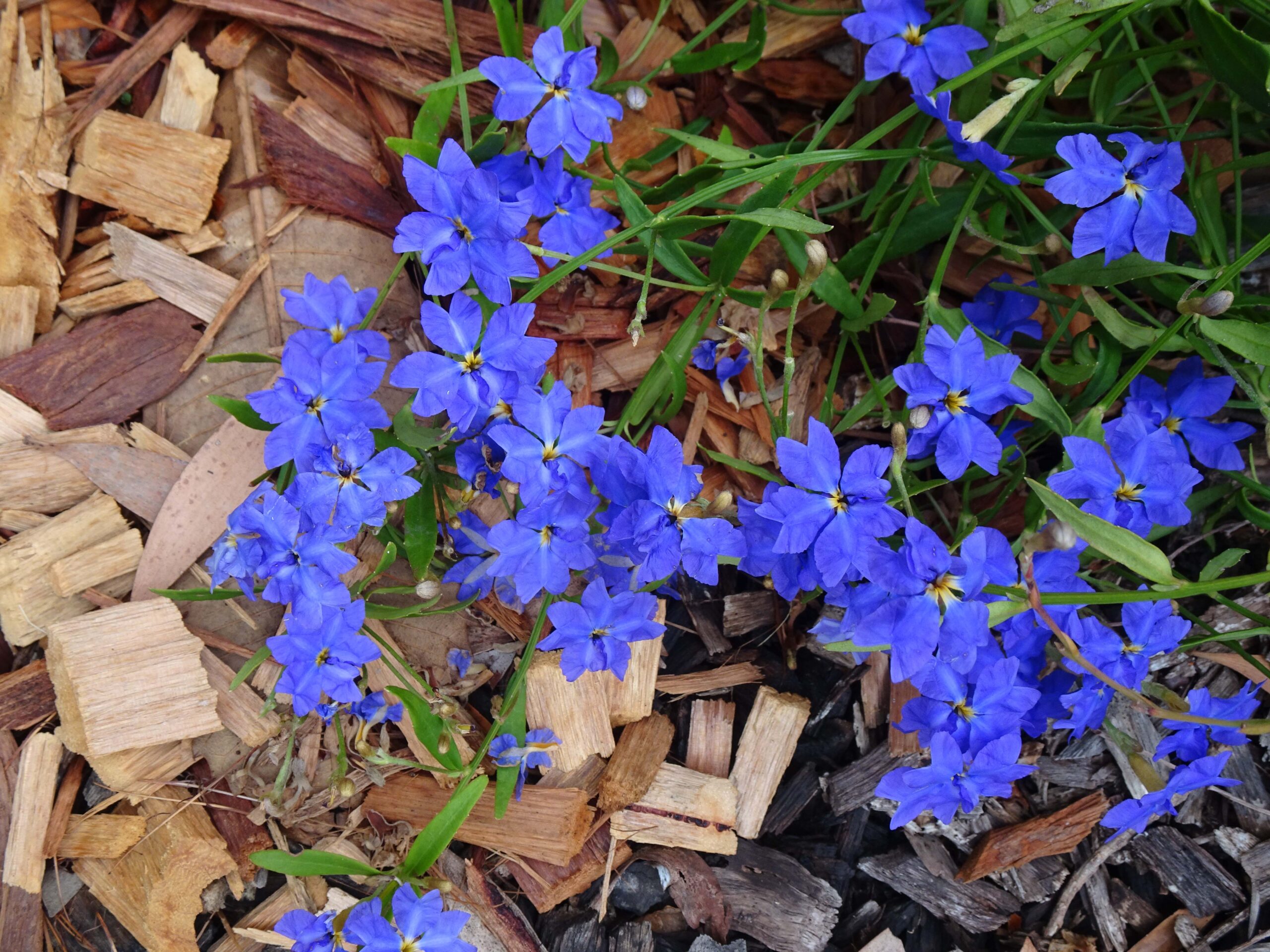 Blue dampiera – Australian Plants