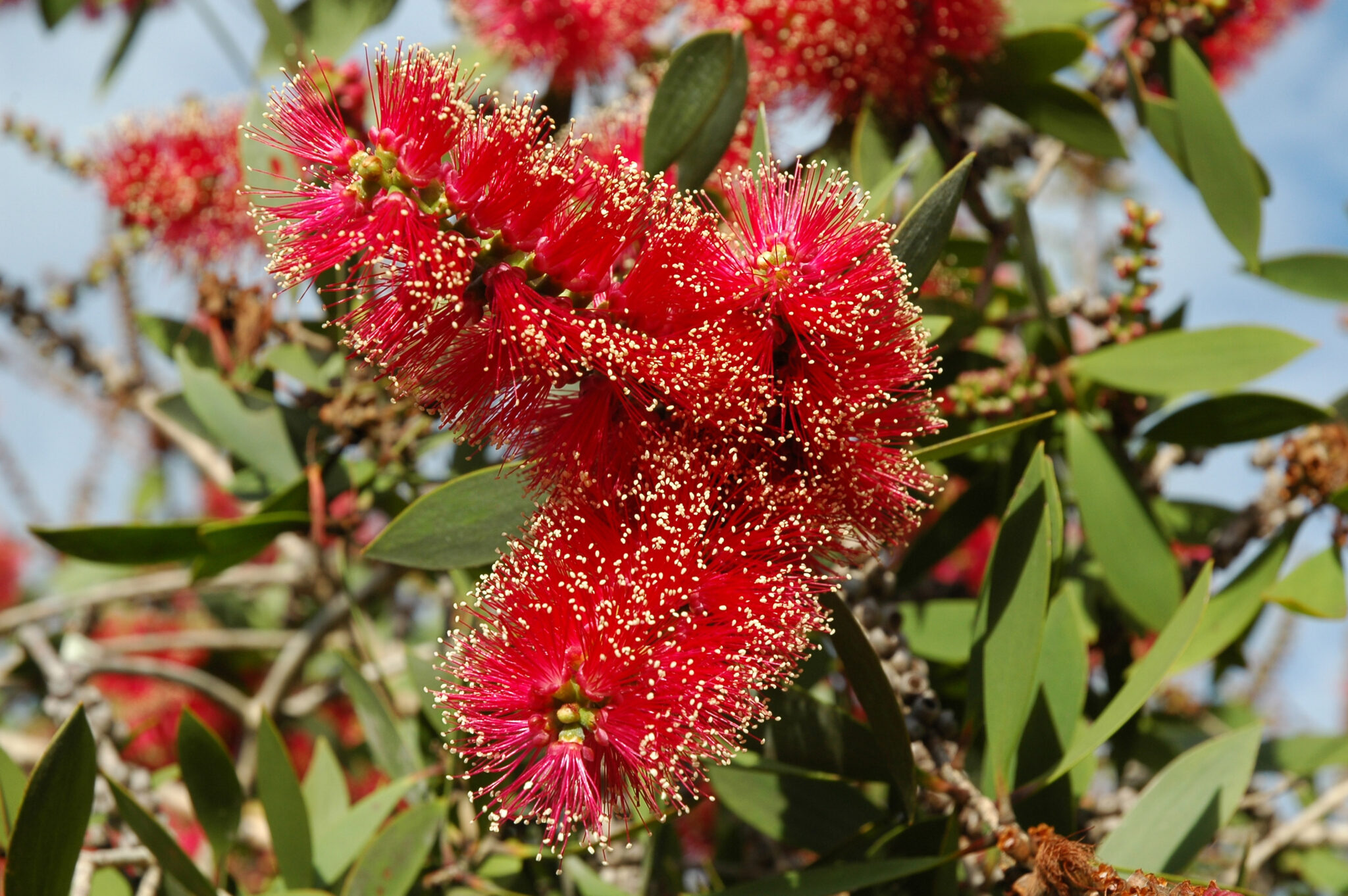Broad-leaved paperbark – Australian Plants