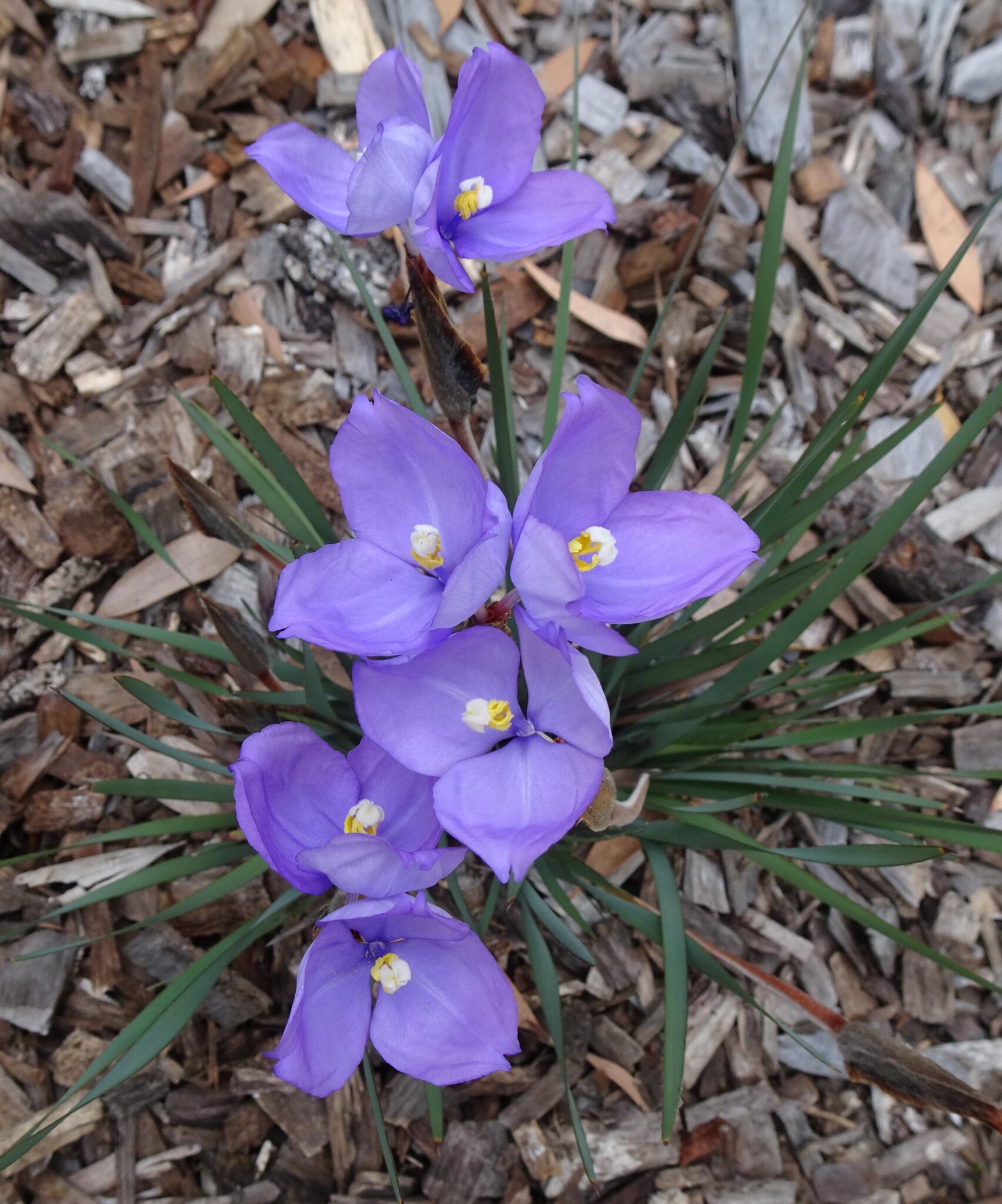 Native iris – Australian Plants