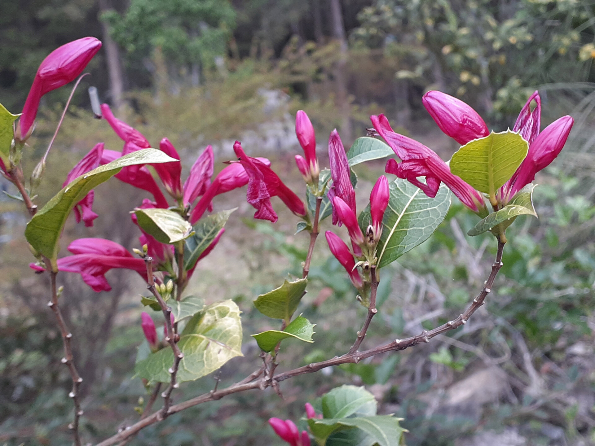 Holly-leaved fuchsia – Australian Plants
