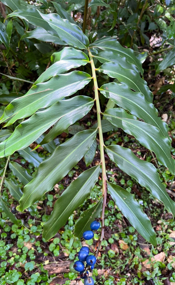 Dwarf ginger – Australian Plants