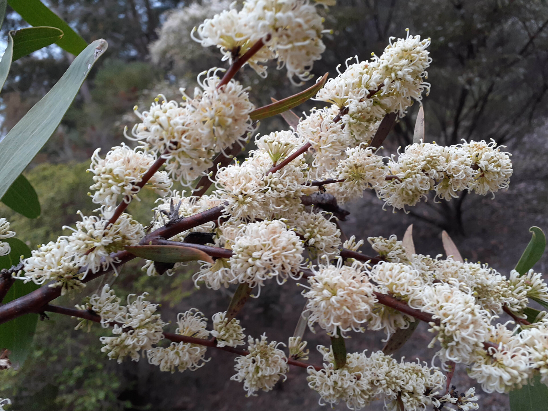 Hakea florulenta – Australian Plants