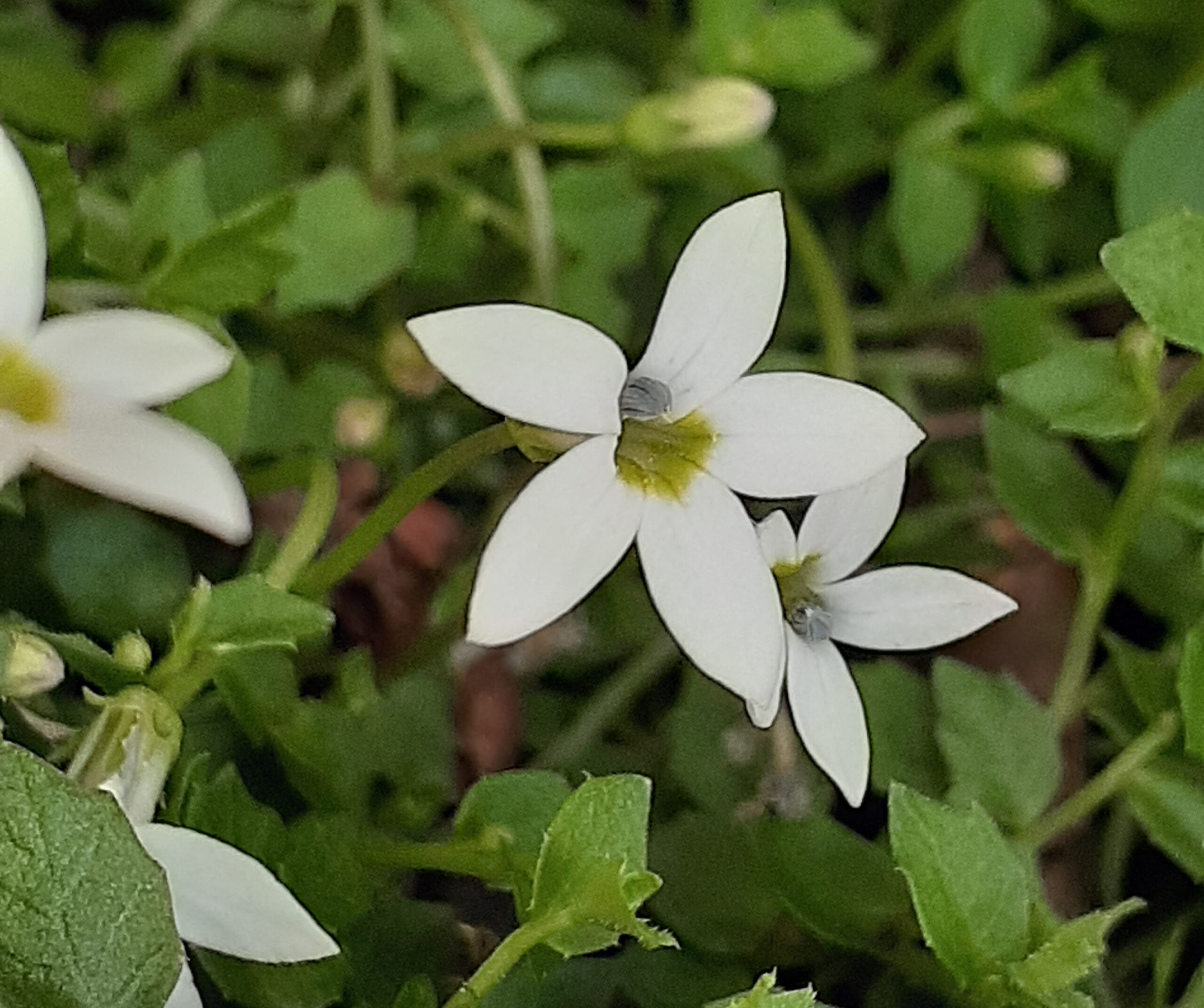 Trailing pratia – Australian Plants