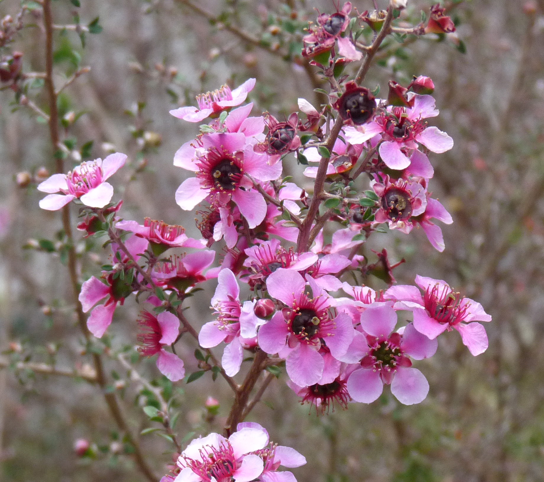 Tea tree, Manuka – Australian Plants