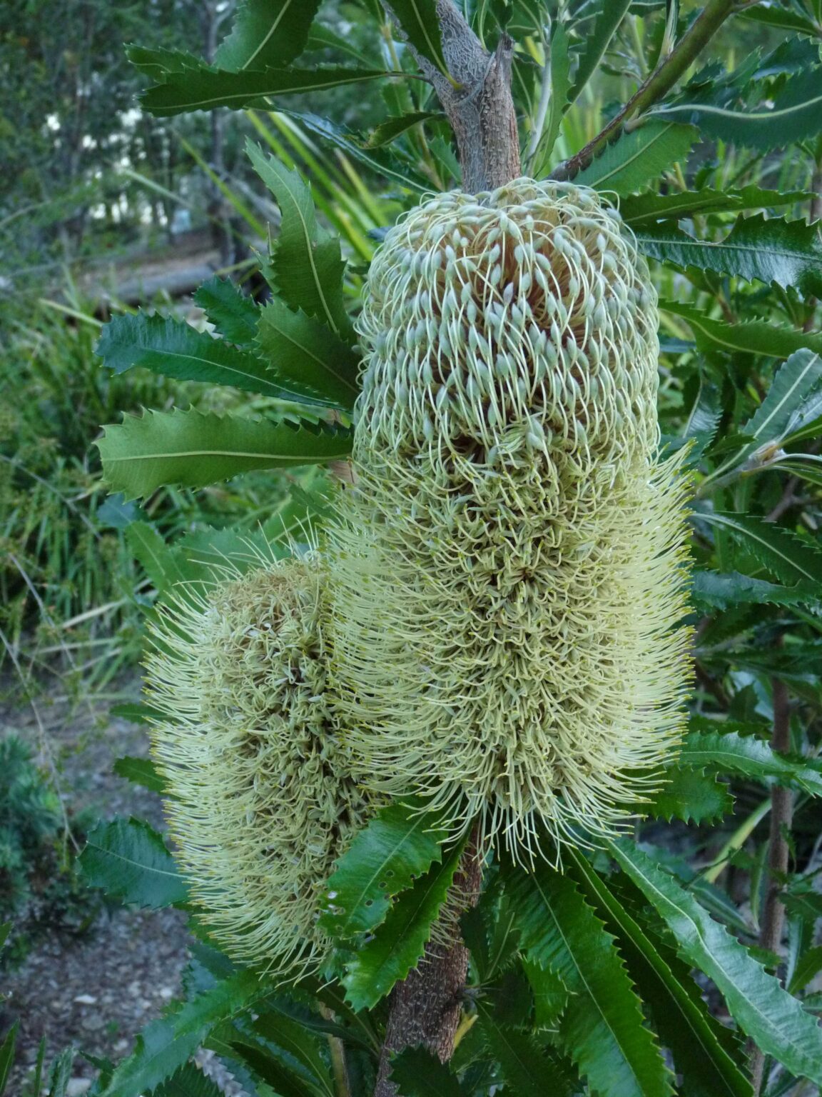 Saw banksia, Old man banksia – Australian Plants