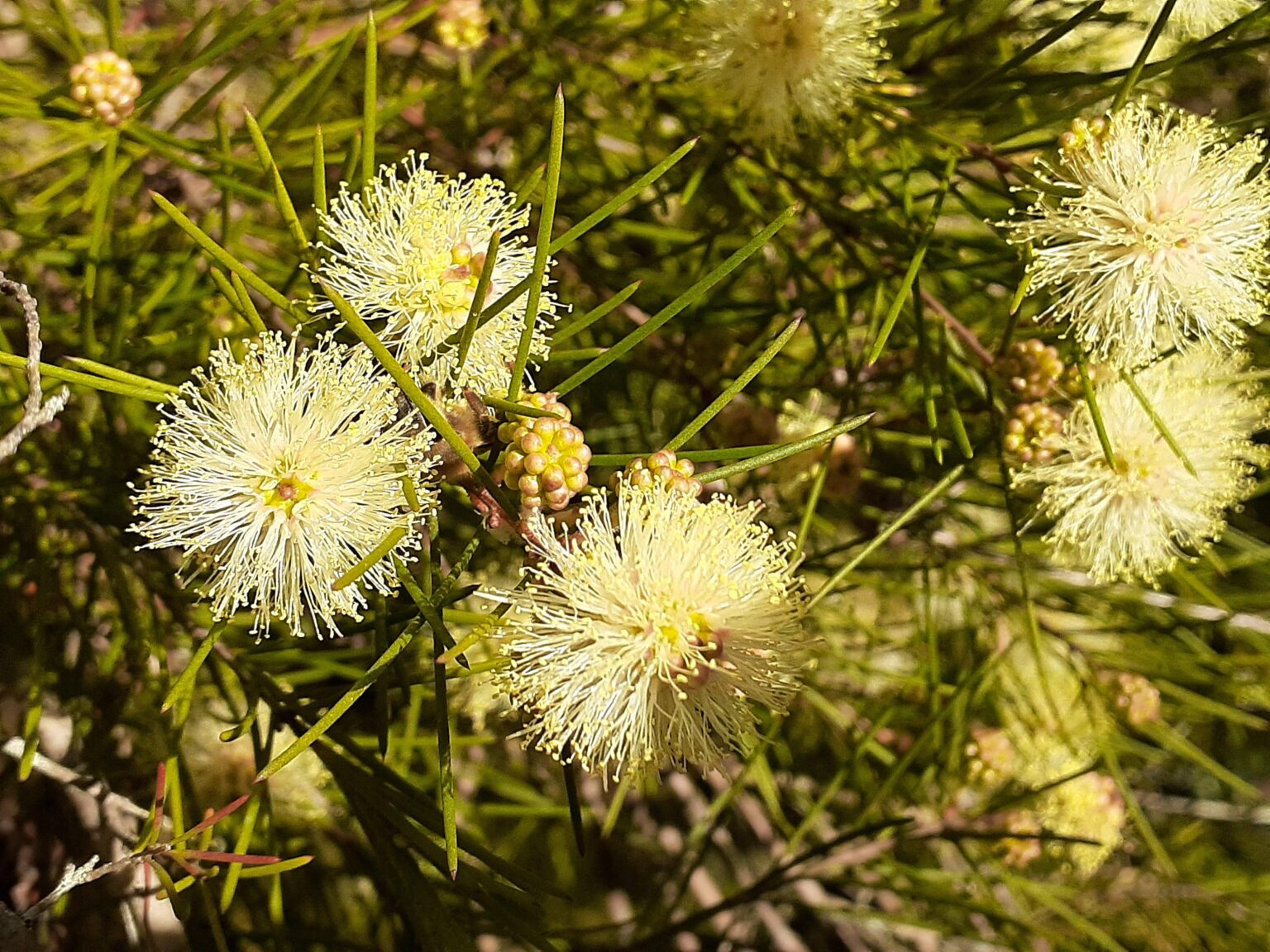 Prickly-leaved paperbark – Australian Plants