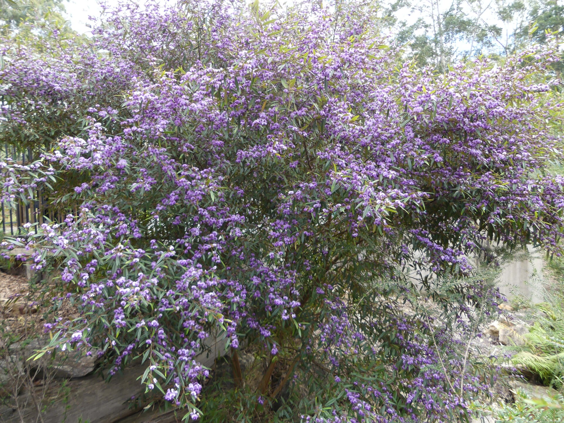 Purple bush-pea – Australian Plants