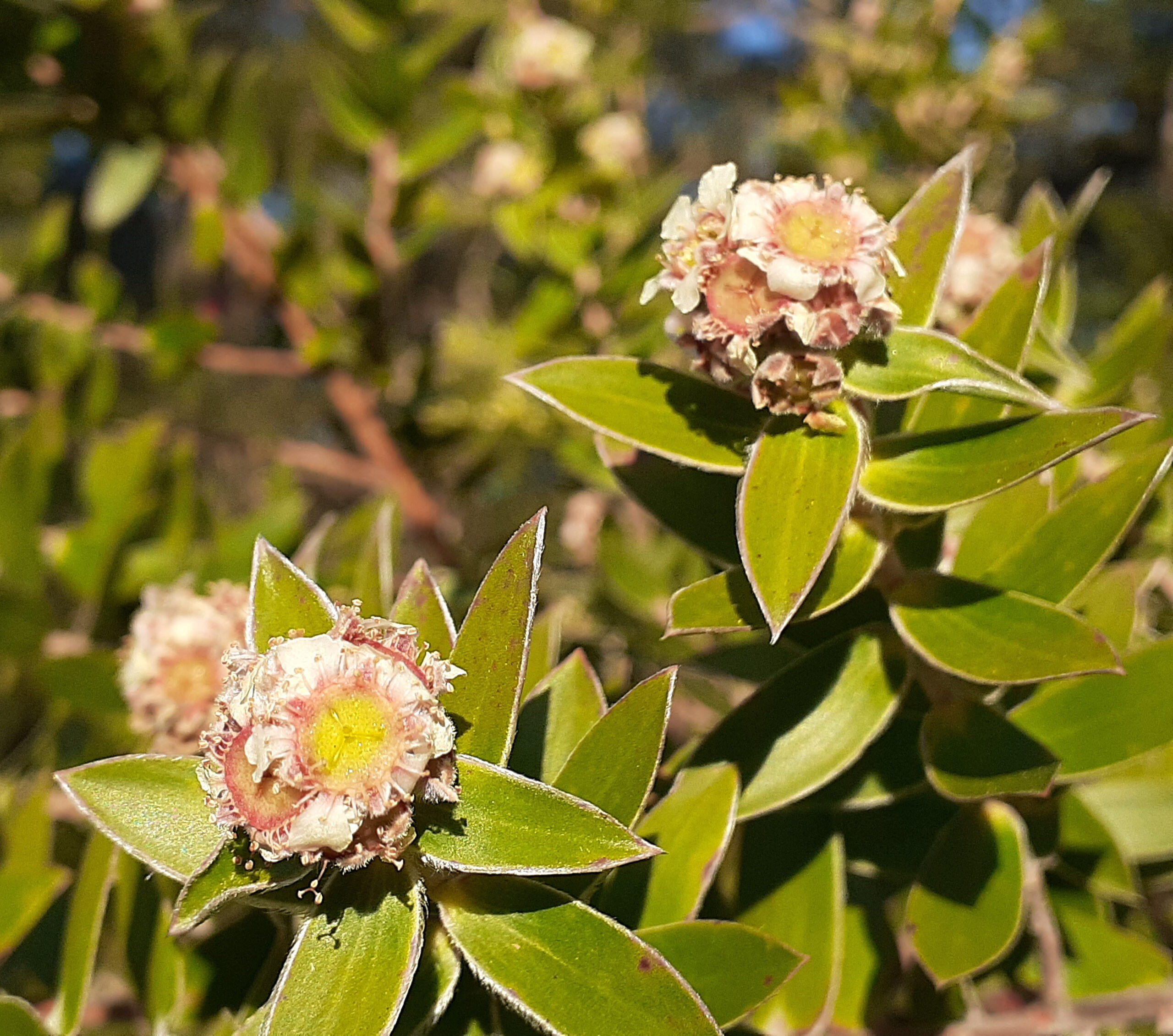 Showy tea tree – Australian Plants