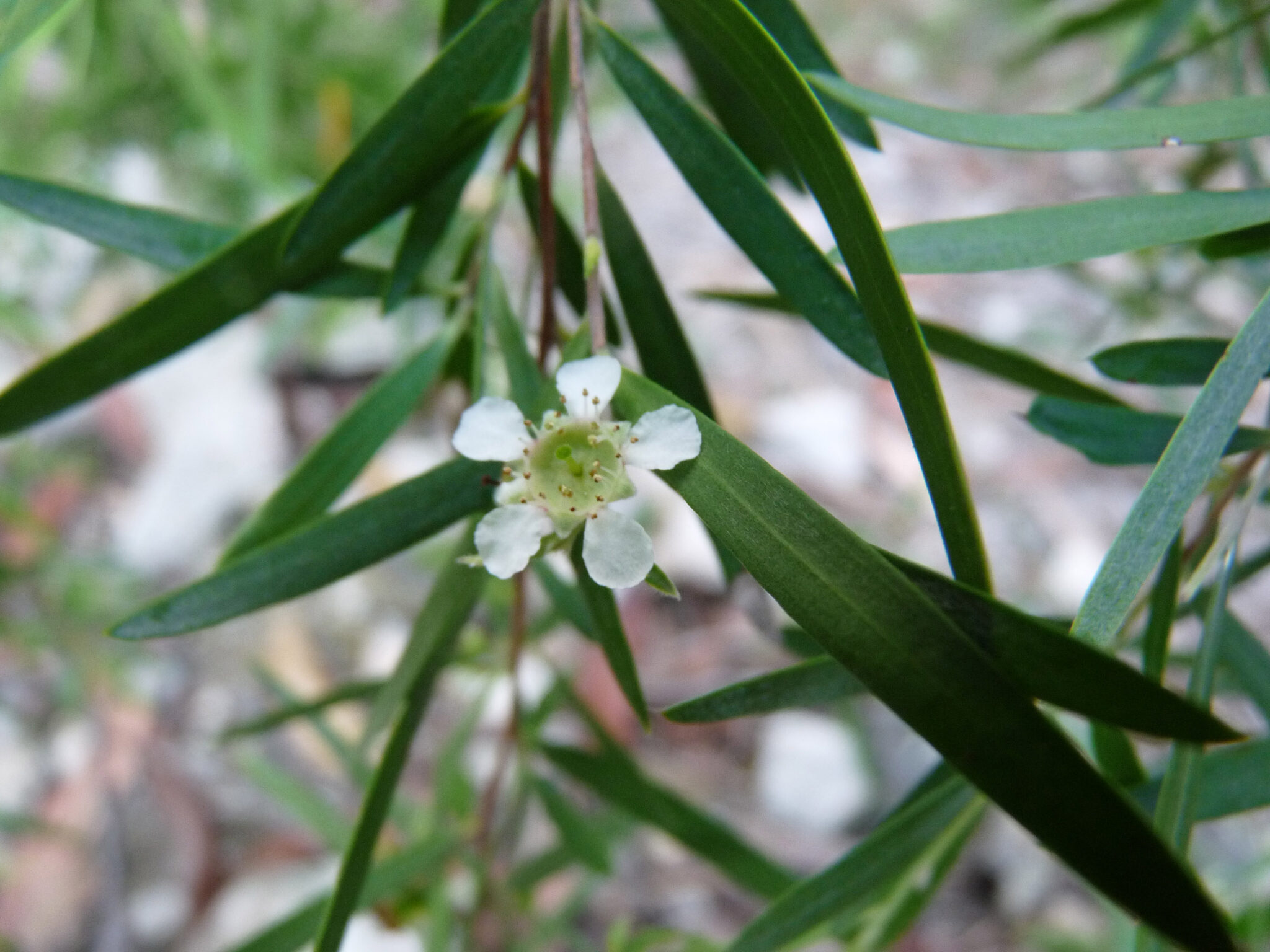 Weeping tea-tree – Australian Plants