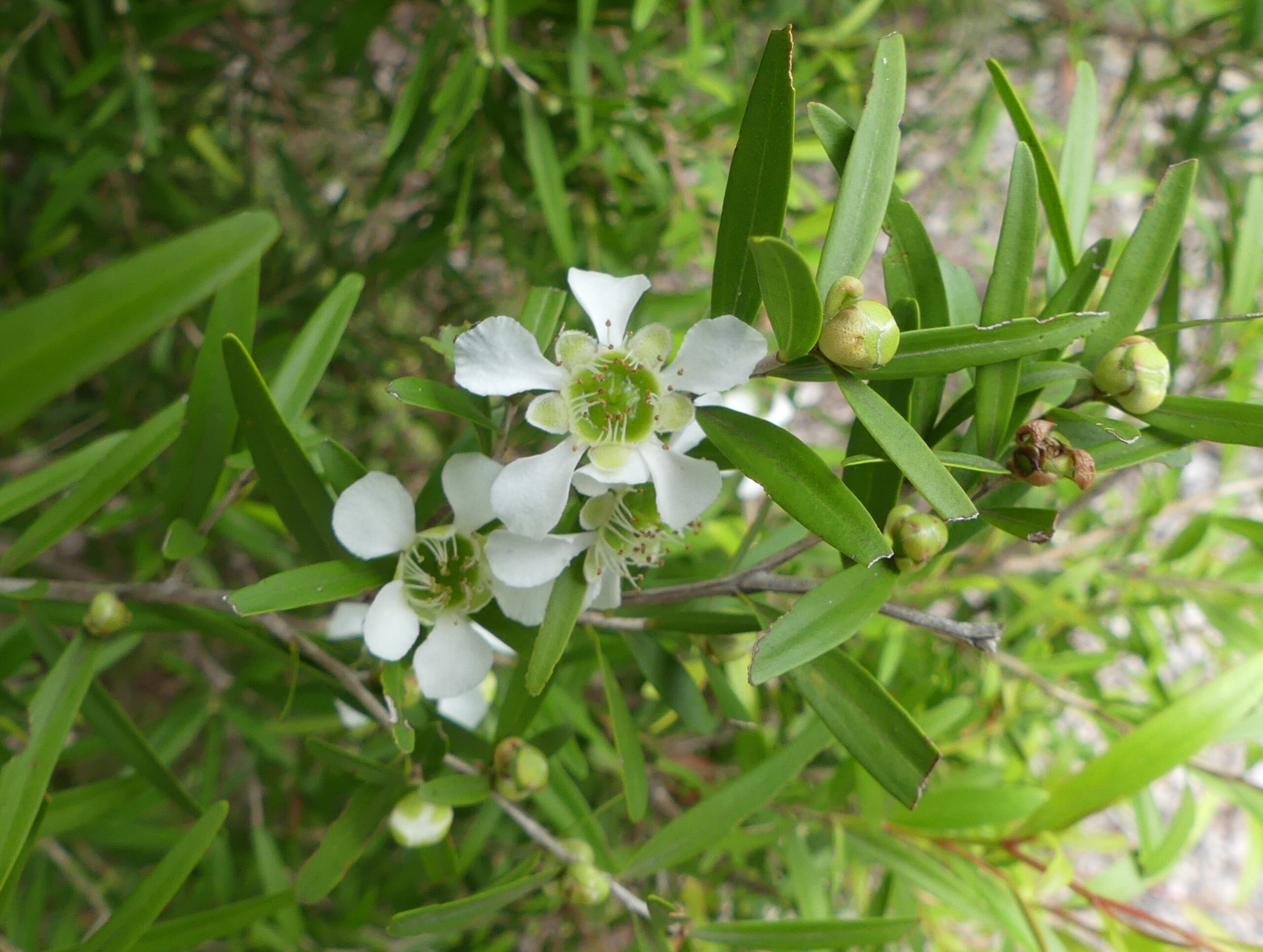 Lemon scented tea tree – Australian Plants