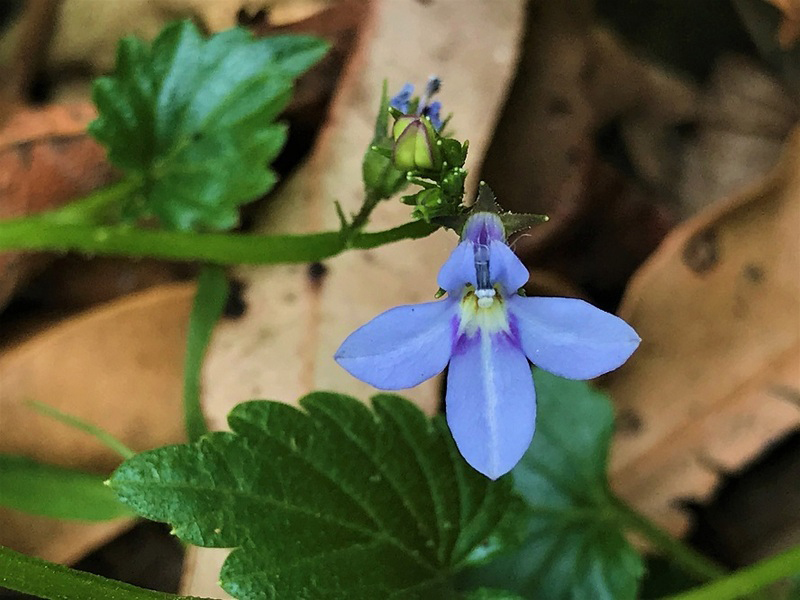 Forest lobelia – Australian Plants