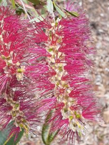 Bottlebrush – Australian Plants