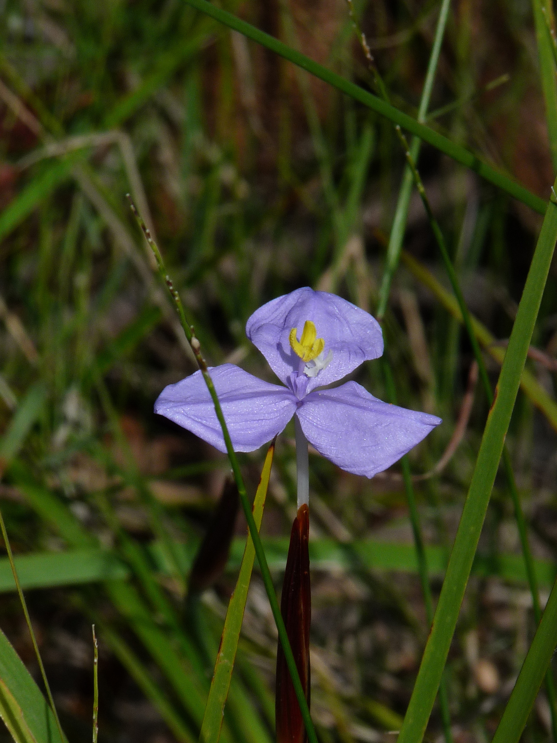 Silky purple flag, Purple flag – Australian Plants