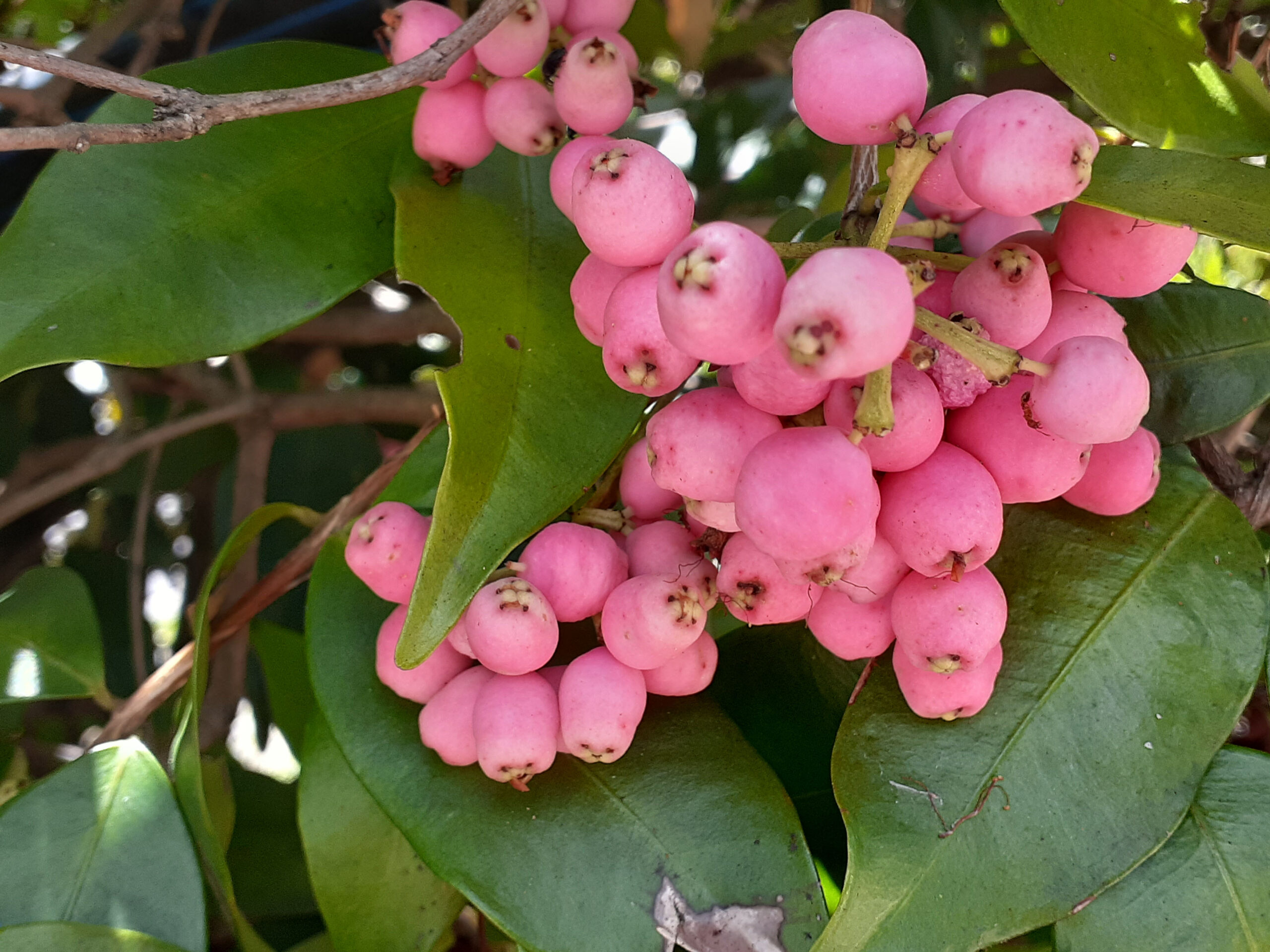 Lilly pilly – Australian Plants