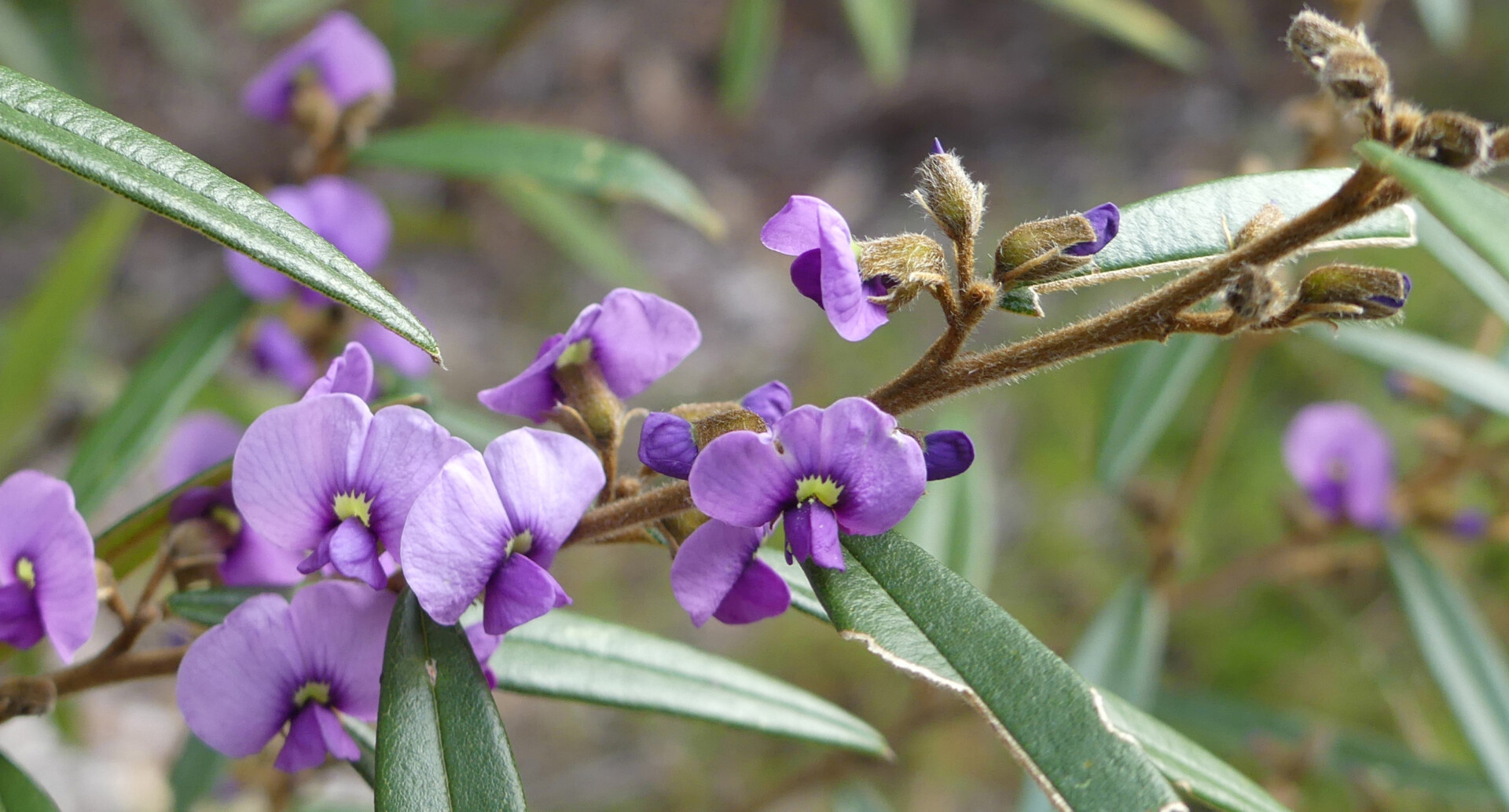 Purple bush-pea – Australian Plants