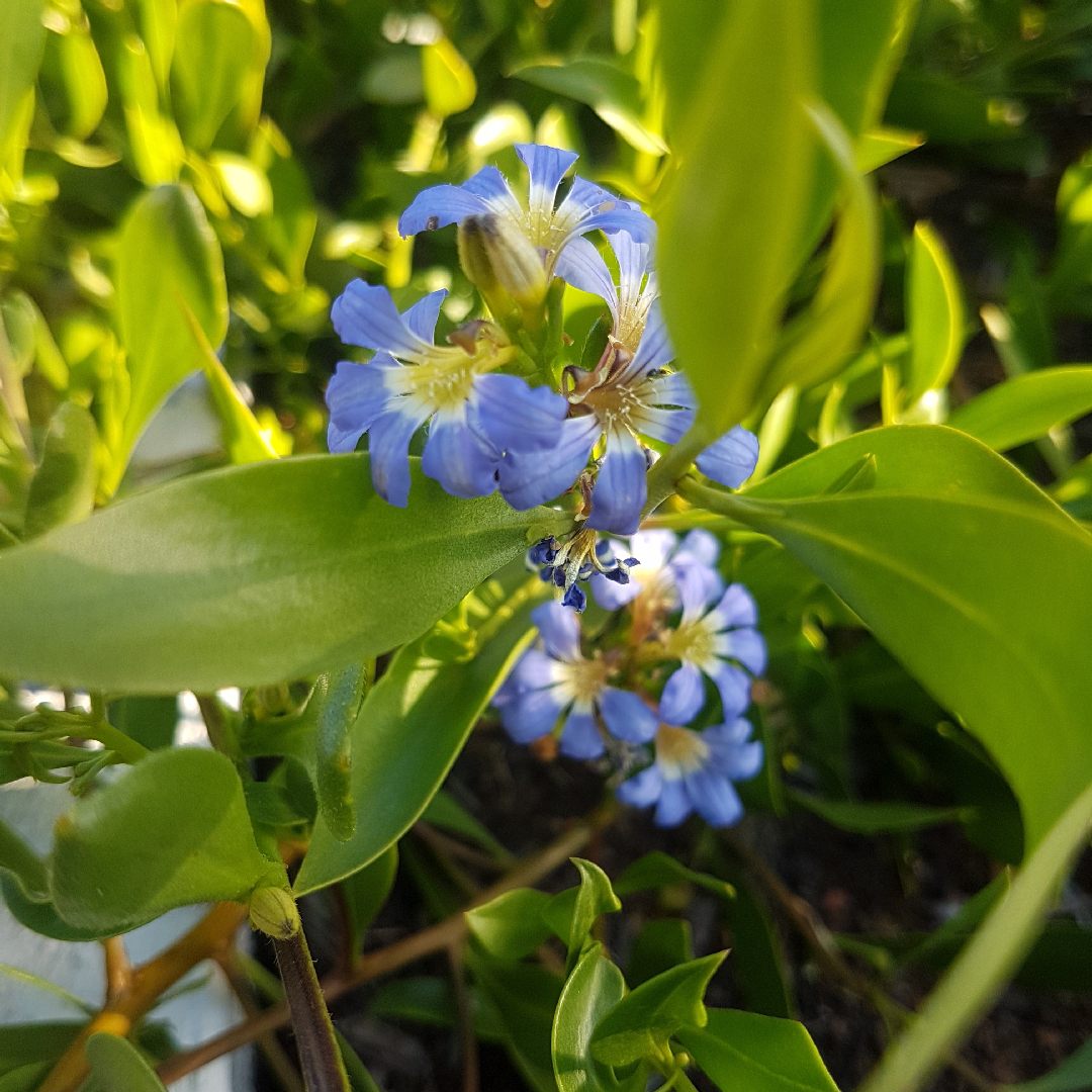 Beach fan flower, Dune fan flower – Australian Plants
