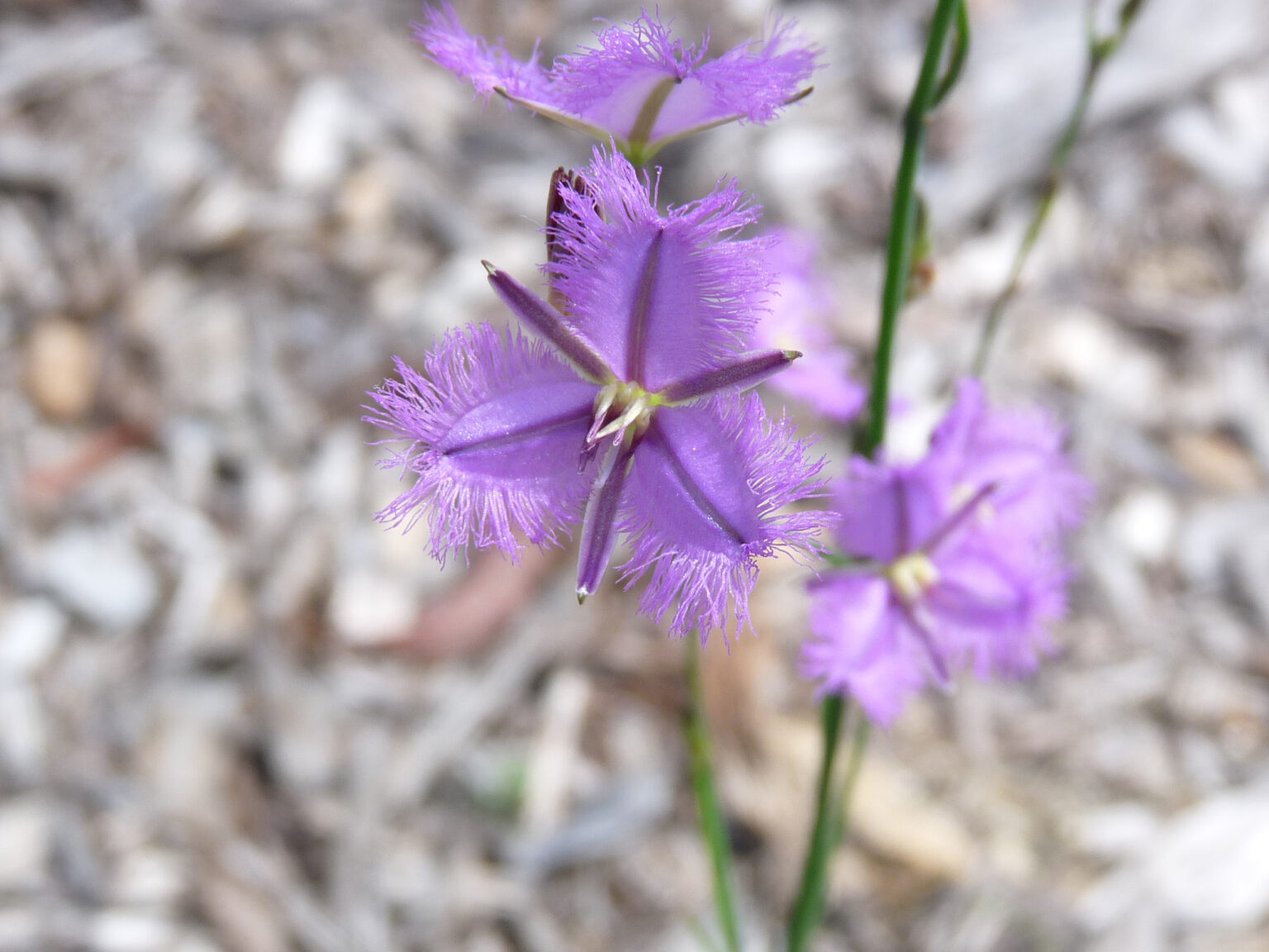 Fringed violet, Fringed lily, Common fringe lily – Australian Plants