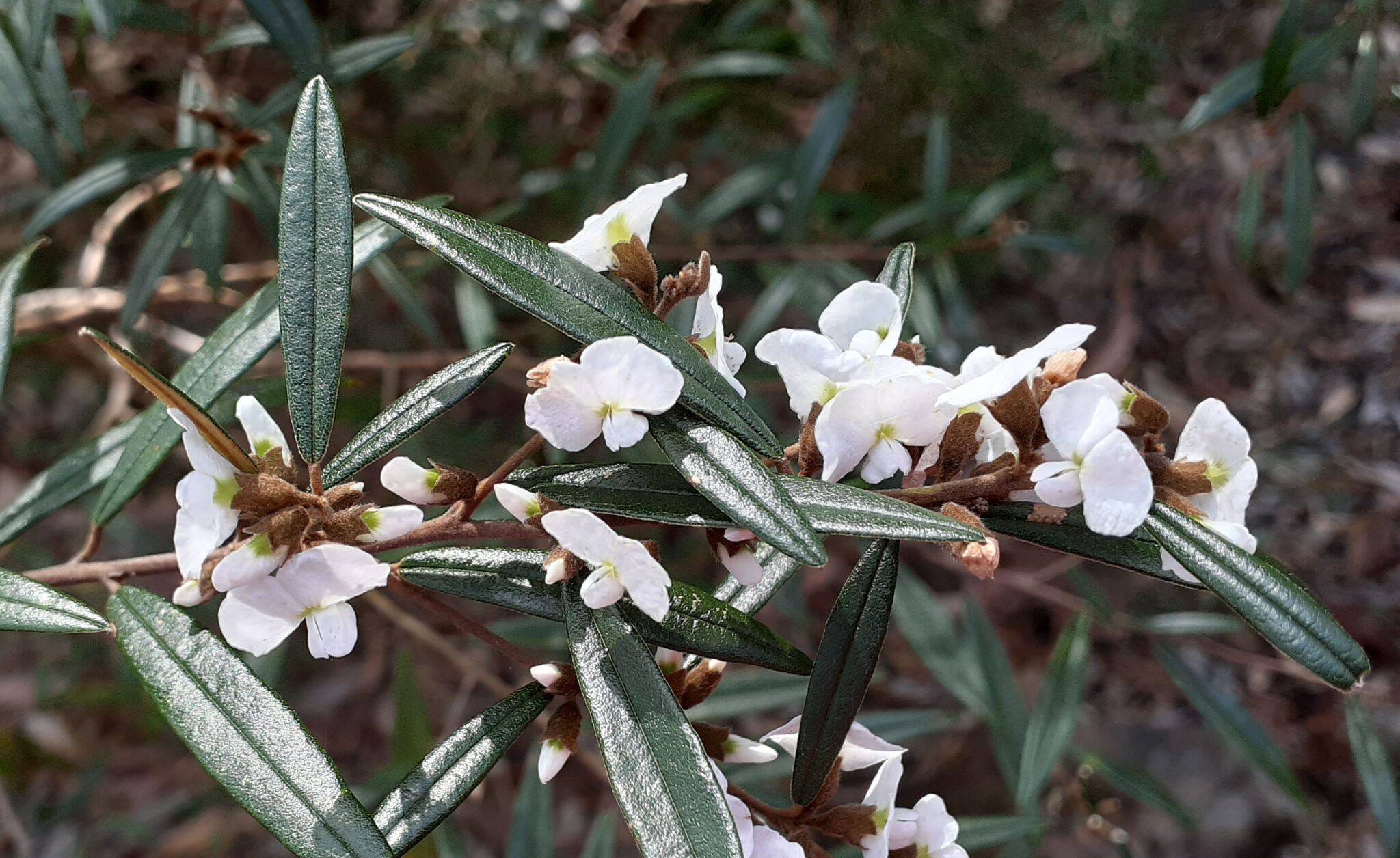 Purple bush-pea – Australian Plants