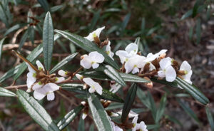 Purple bush-pea – Australian Plants