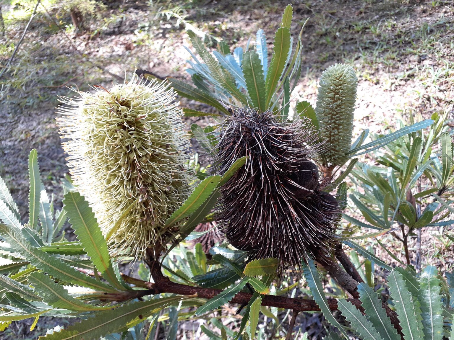 Wallum banksia – Australian Plants