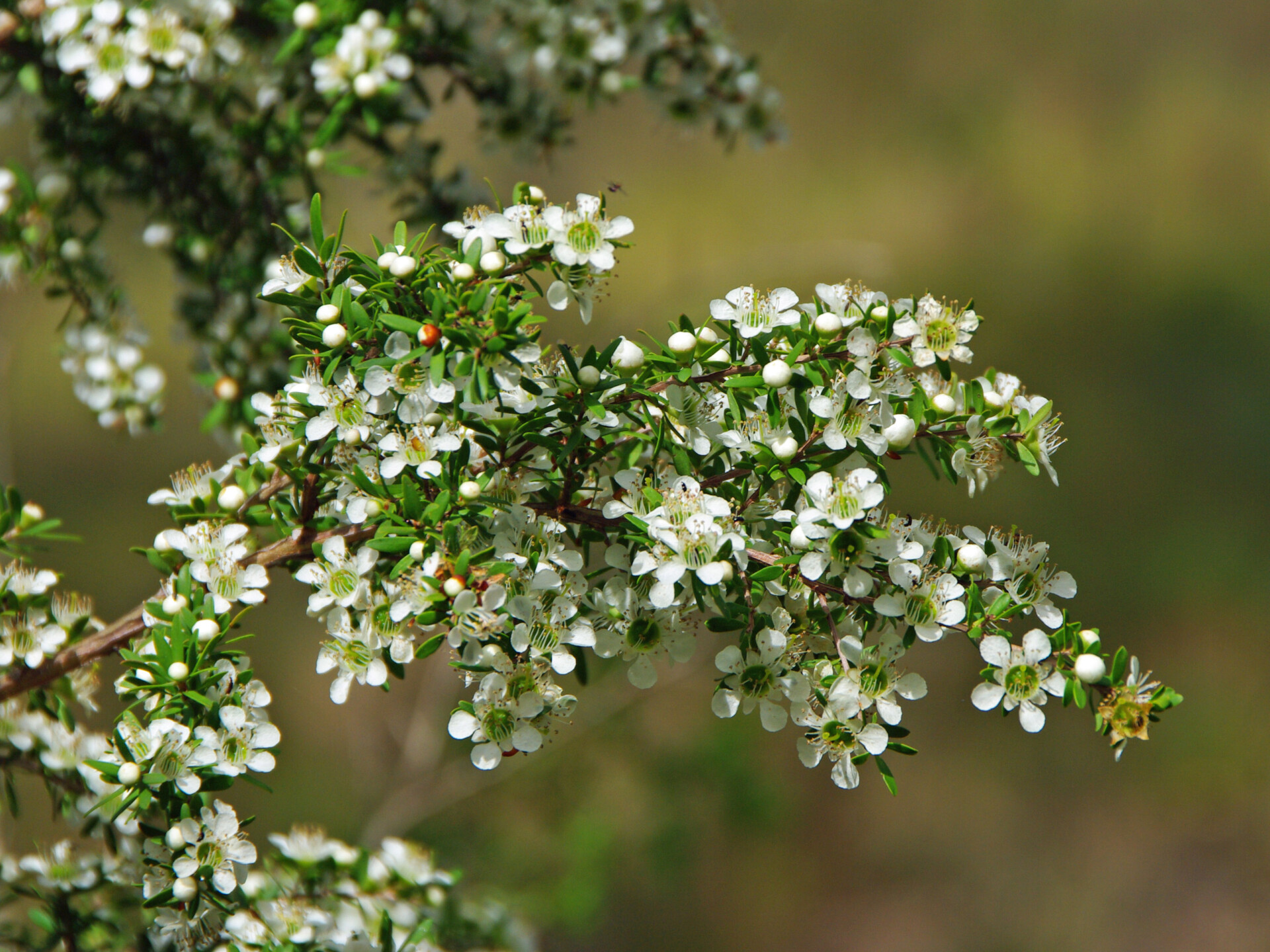Wild may, Tantoon, Jellybush, Yellow tea tree – Australian Plants