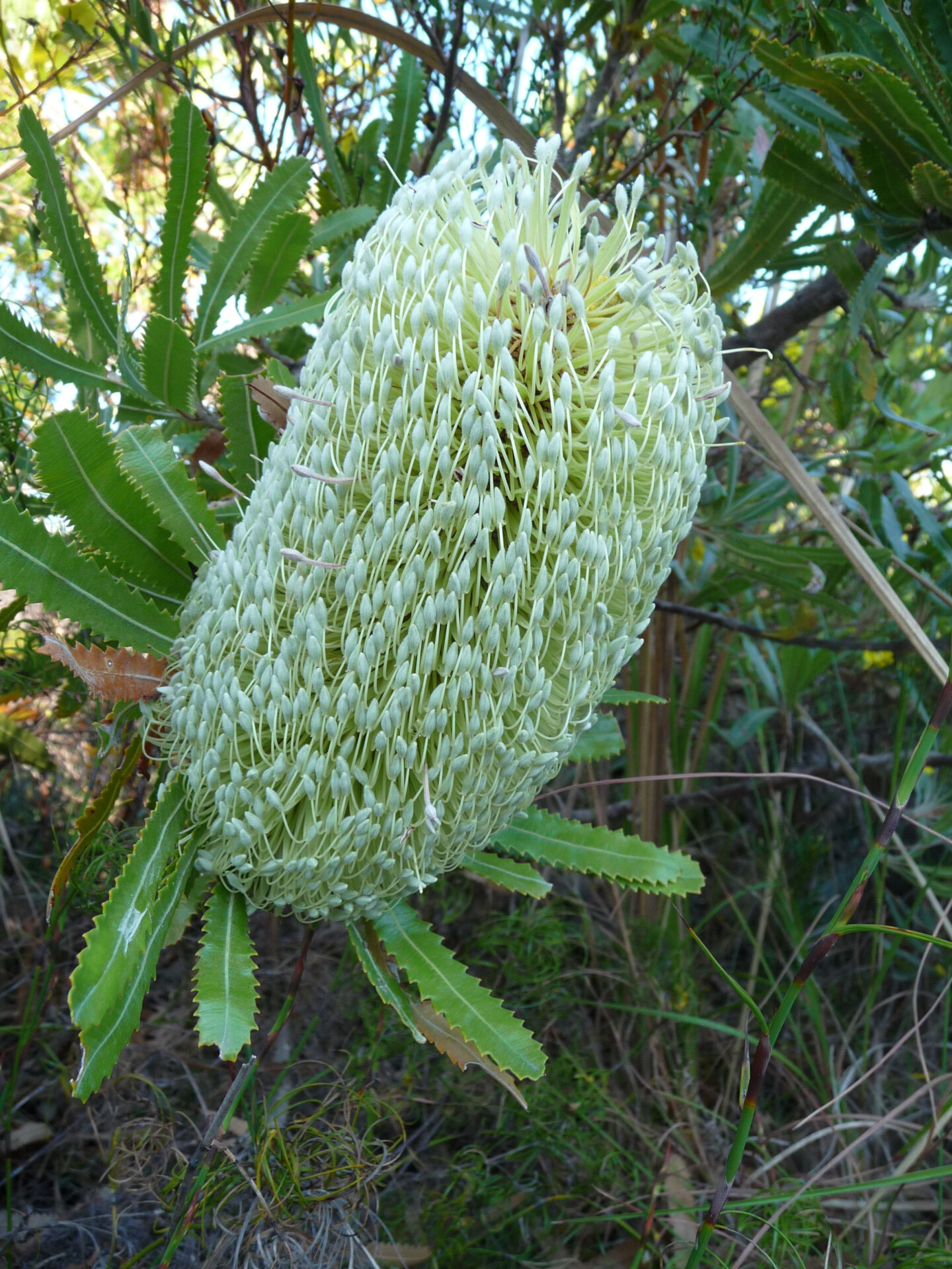 Wallum banksia – Australian Plants
