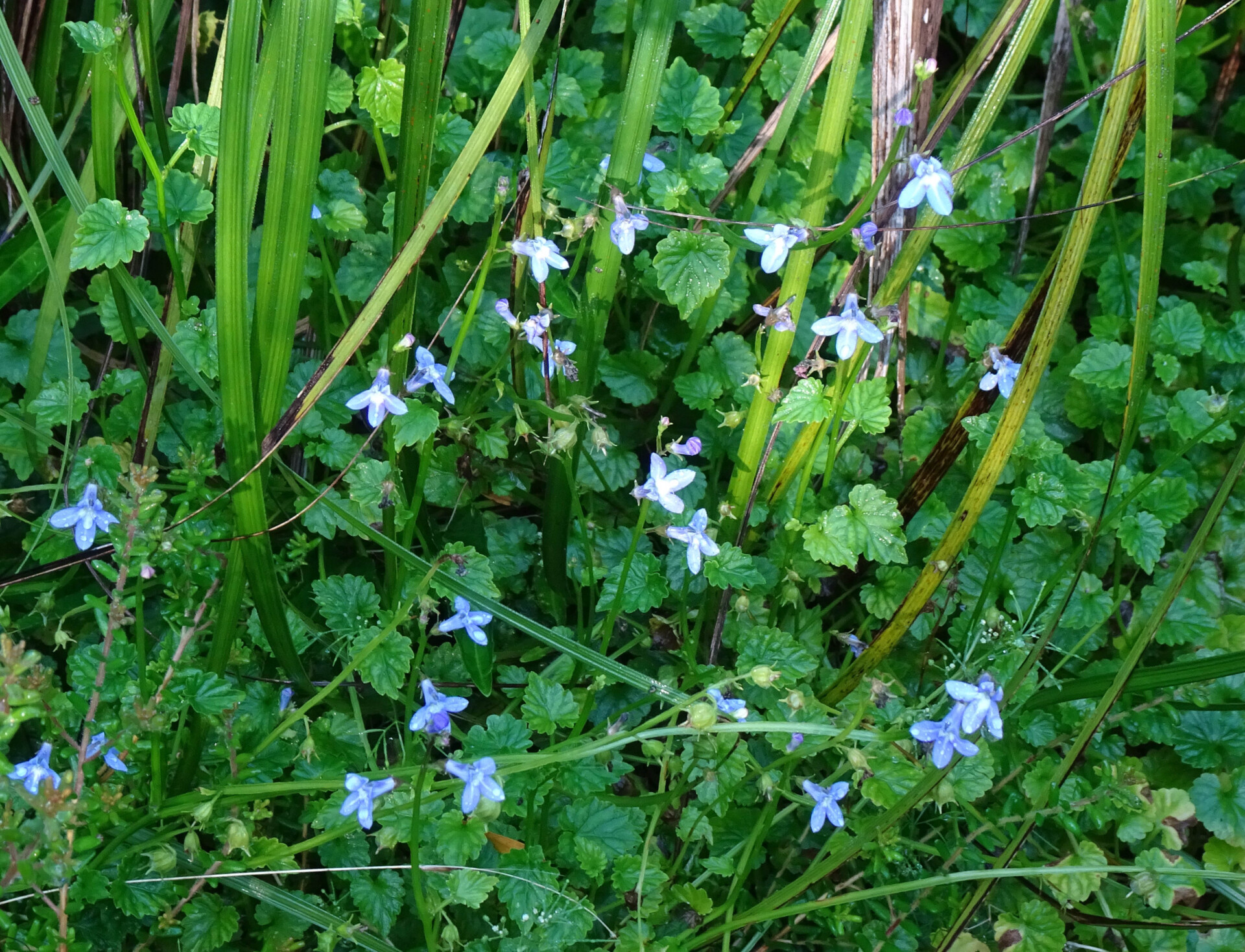 Forest lobelia – Australian Plants