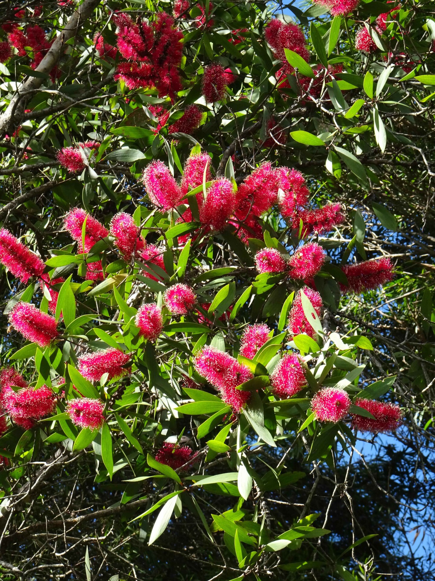 Broad-leaved paperbark – Australian Plants