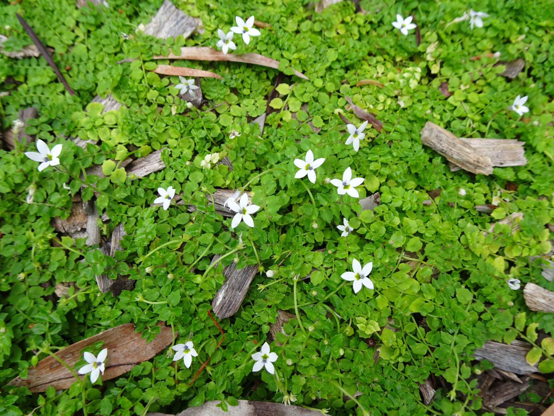 Trailing pratia – Australian Plants