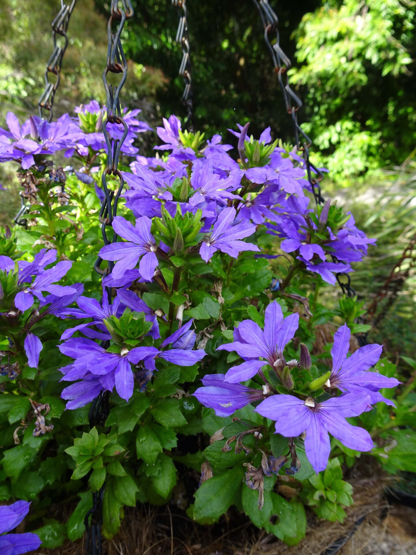Fan flower, Small fruit fan flower – Australian Plants