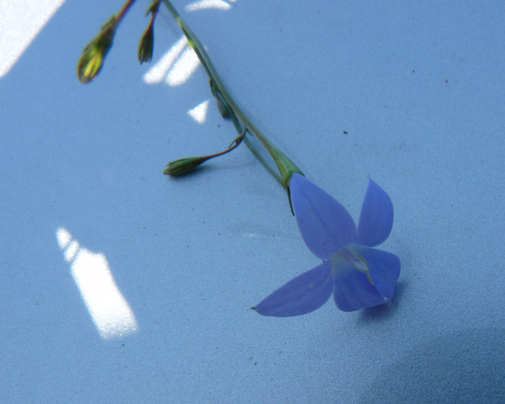Tall bluebell, Australian bluebell – Australian Plants