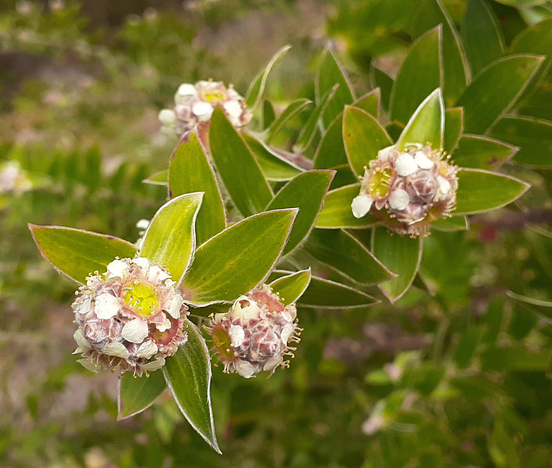 Showy tea tree – Australian Plants