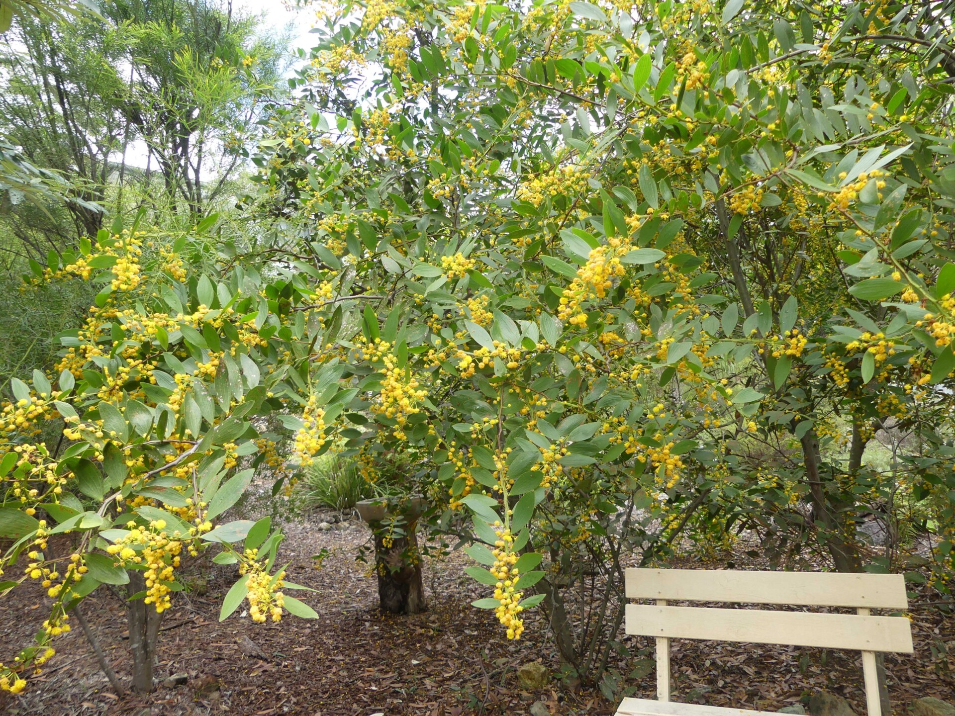 Flat-stem wattle – Australian Plants