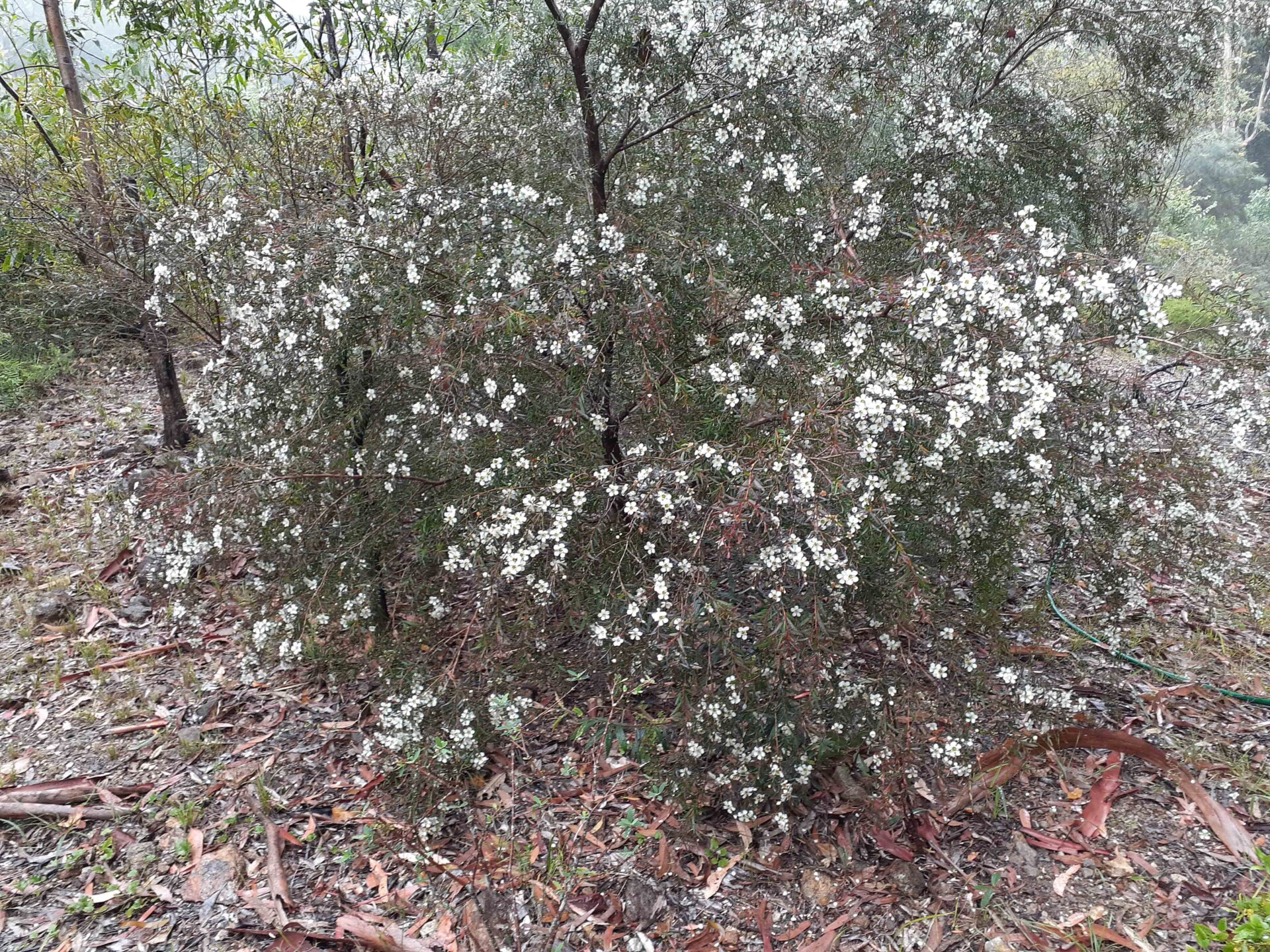 Leptospermum obovatum culivar ‘Starry Night’ – Australian Plants