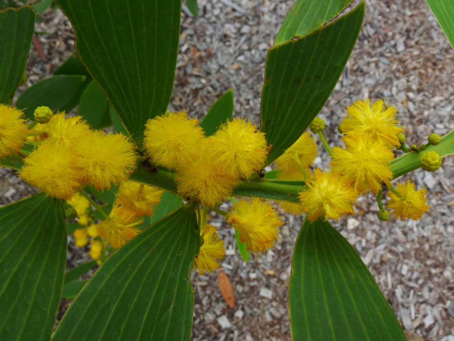 Flat-stem wattle – Australian Plants