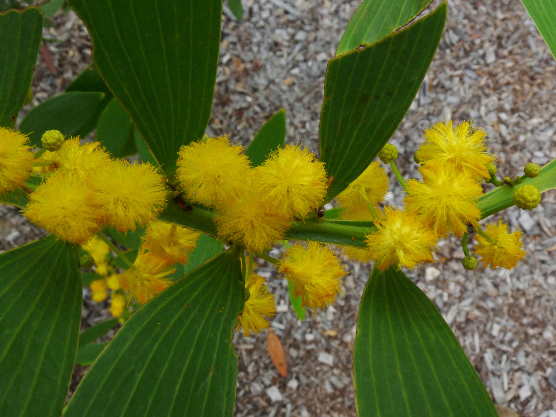 Flat-stem wattle – Australian Plants