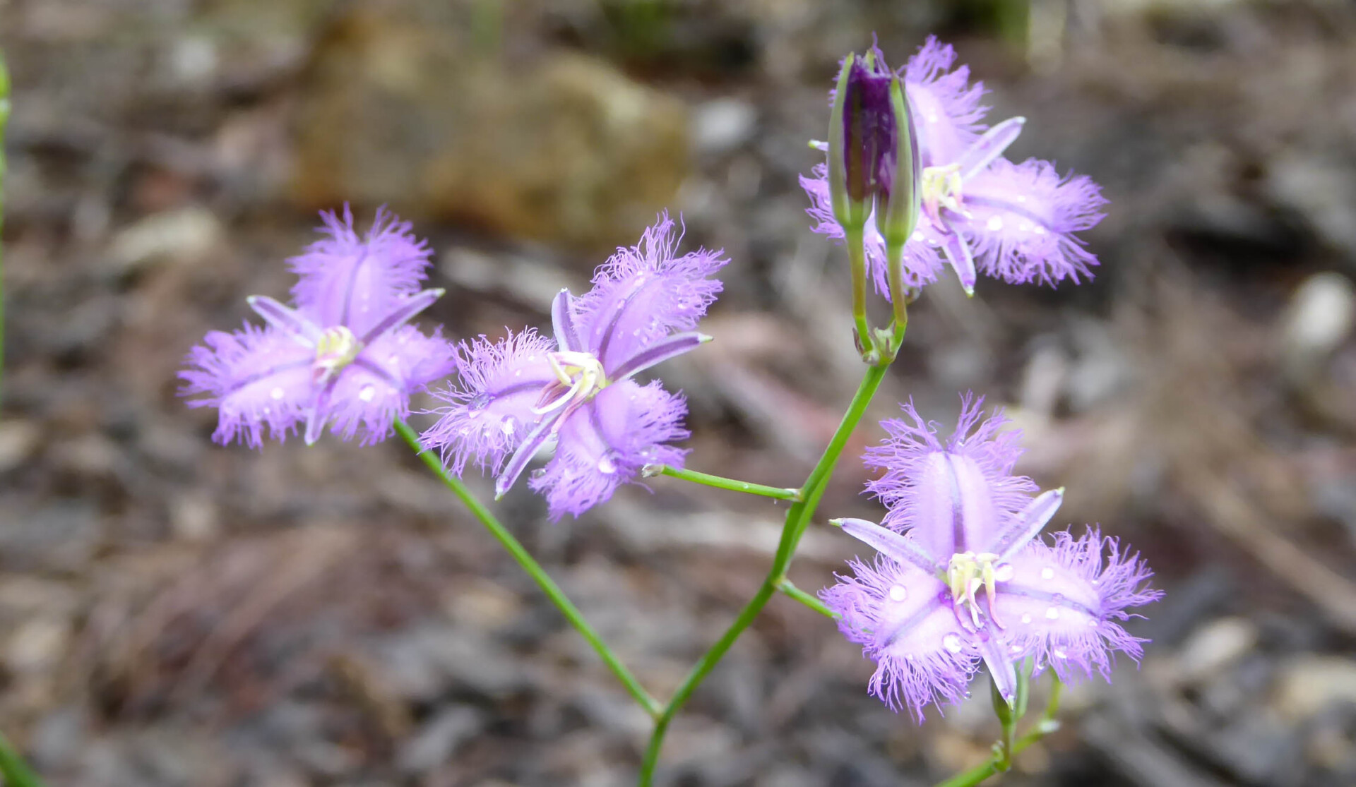 Fringed violet, Fringed lily, Common fringe lily – Australian Plants