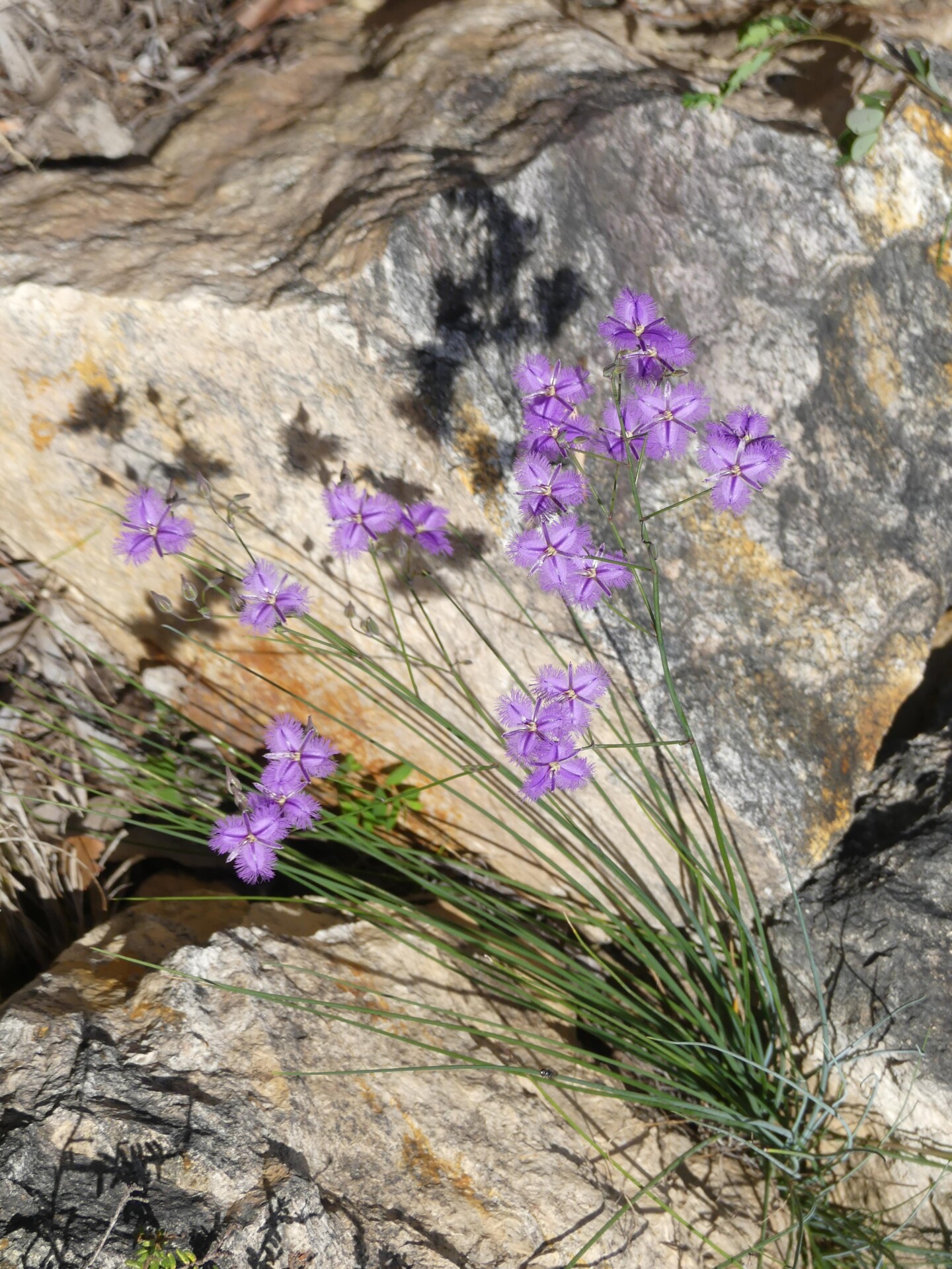Fringed violet, Fringed lily, Common fringe lily – Australian Plants