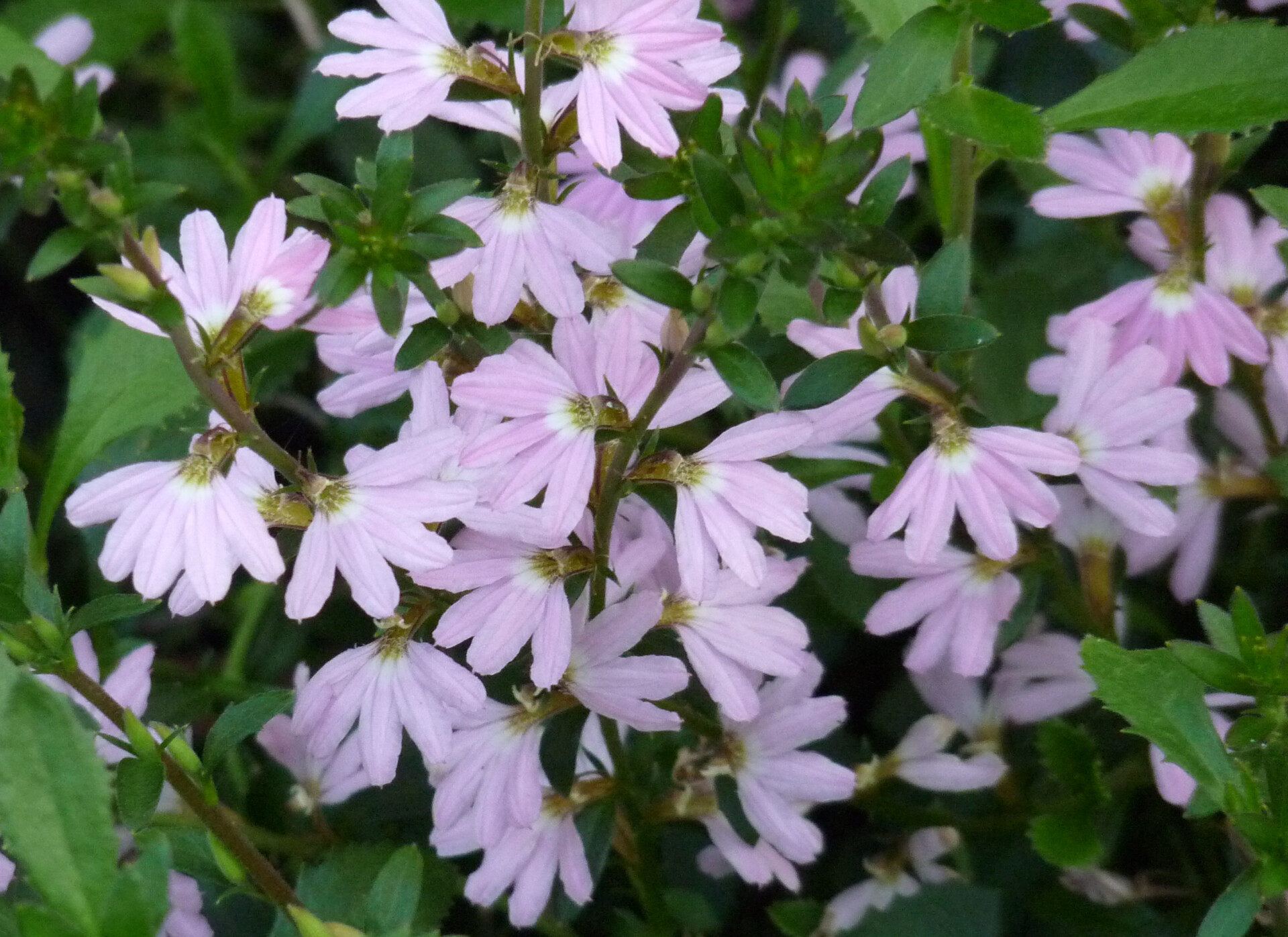 Fan flower, Small fruit fan flower – Australian Plants